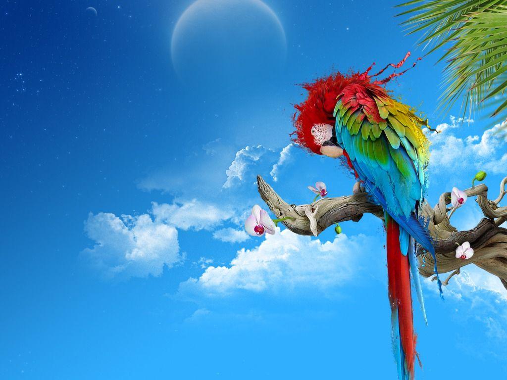 Burung Wallpapers - Top Free Burung Backgrounds - WallpaperAccess