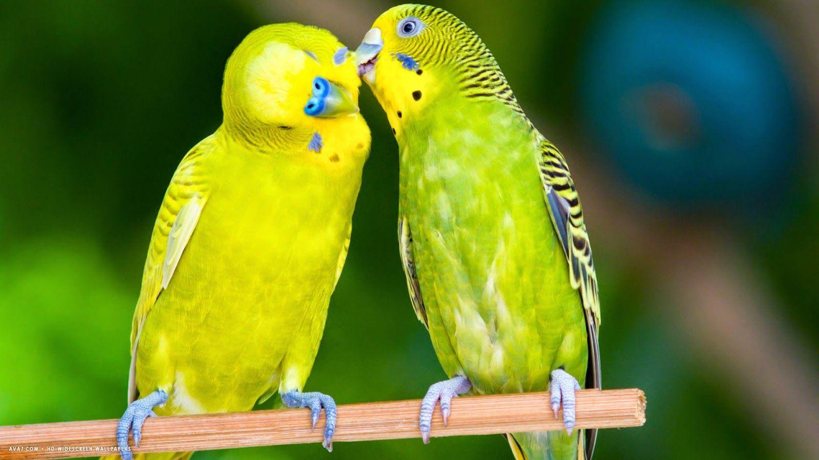 Burung Wallpapers - Top Free Burung Backgrounds - WallpaperAccess