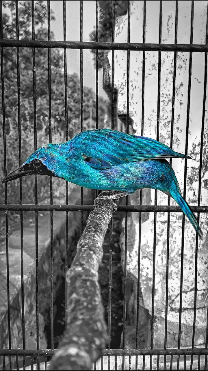 Burung Wallpapers - Top Free Burung Backgrounds - WallpaperAccess