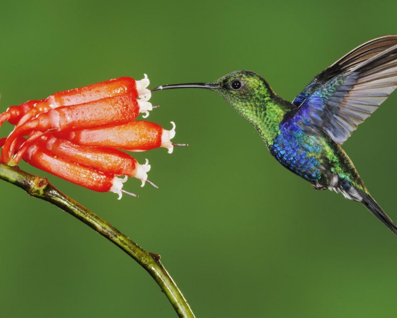 Burung Wallpapers - Top Free Burung Backgrounds - WallpaperAccess