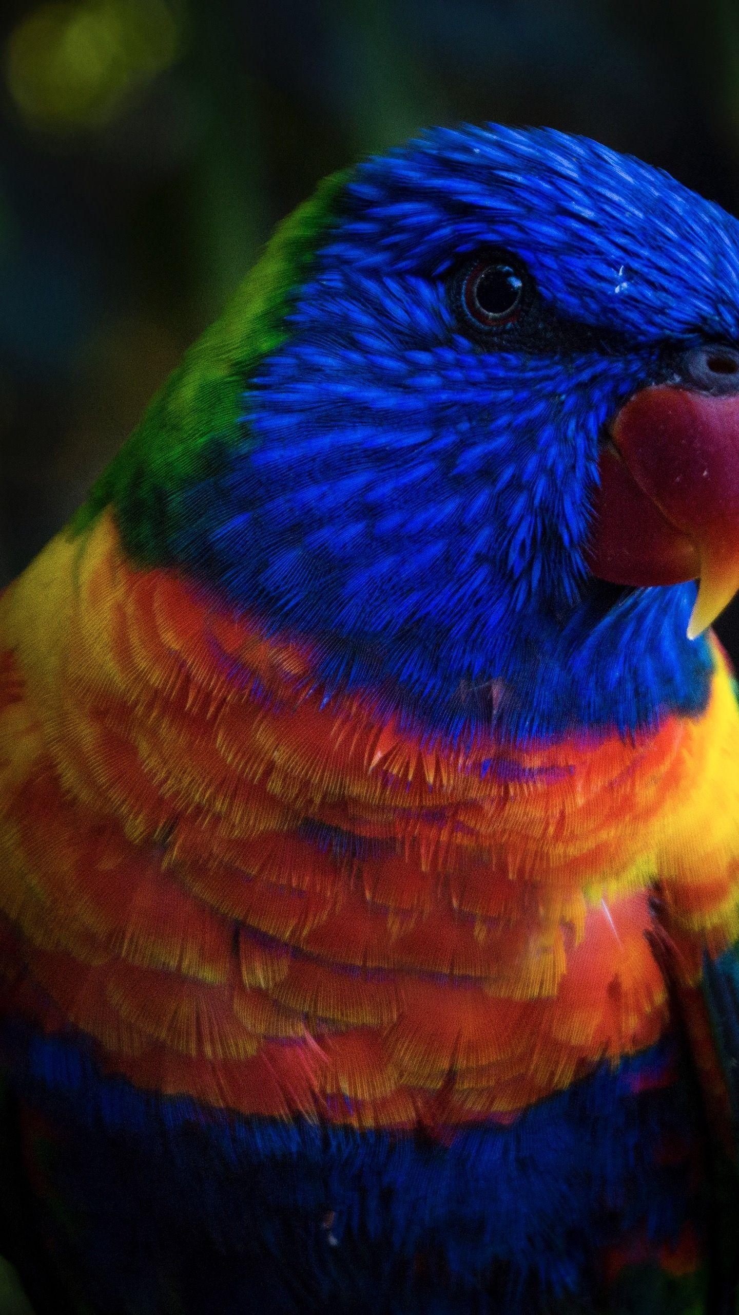 Burung Wallpapers - Top Free Burung Backgrounds - WallpaperAccess