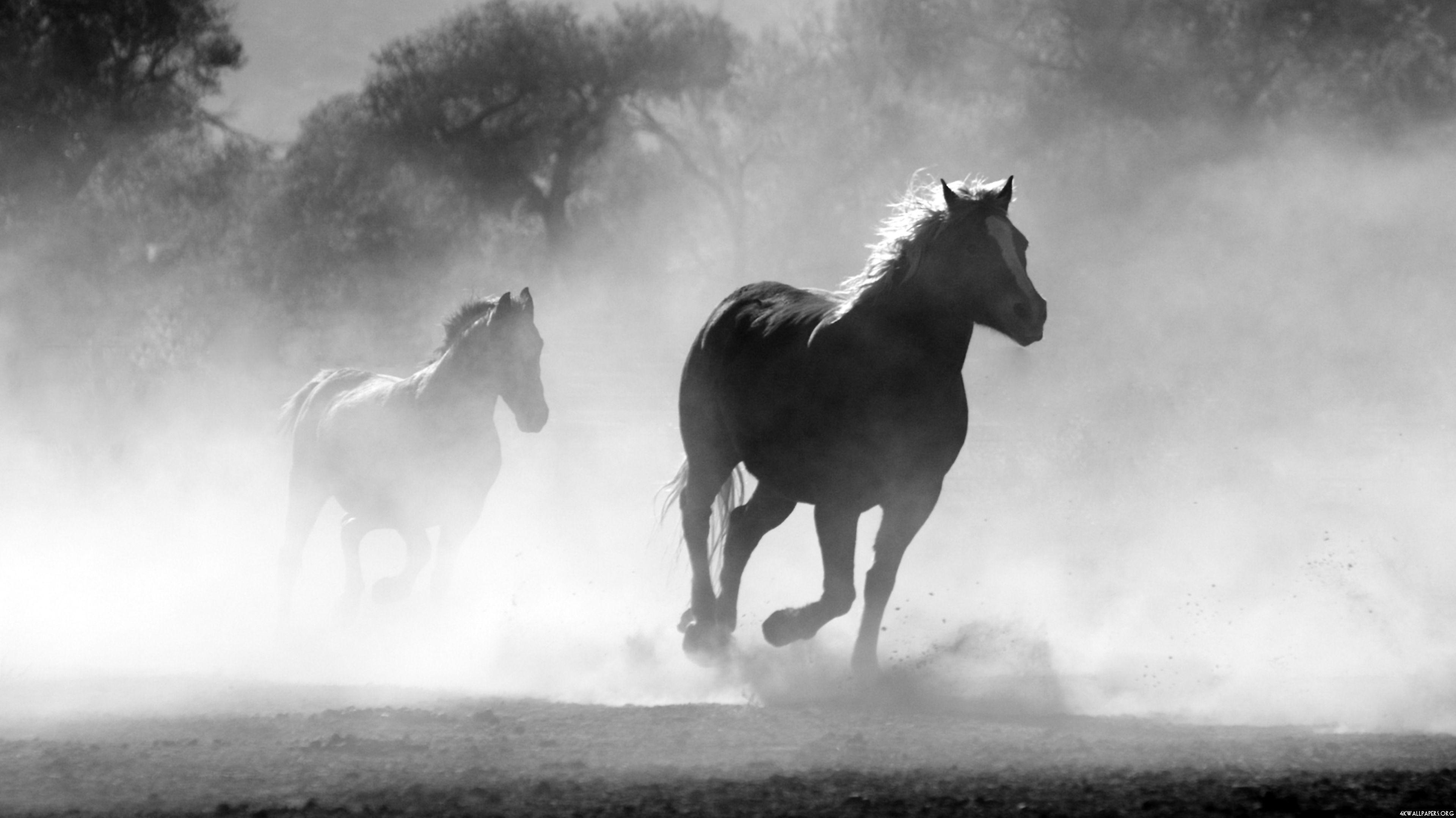 Horse 4k Wallpapers - Top Free Horse 4k Backgrounds - WallpaperAccess