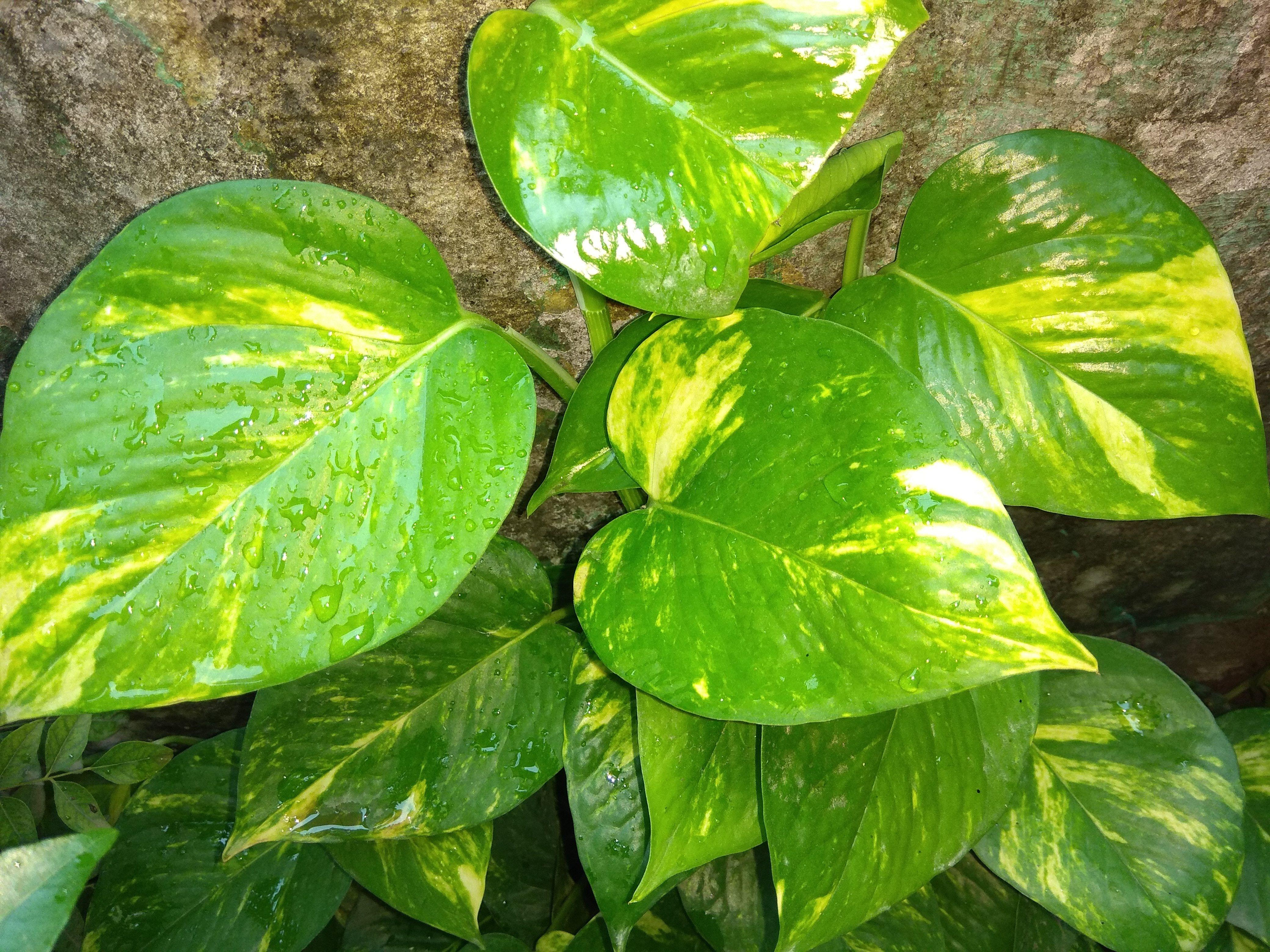 Money Plant Wallpapers - Top Free Money Plant Backgrounds - WallpaperAccess