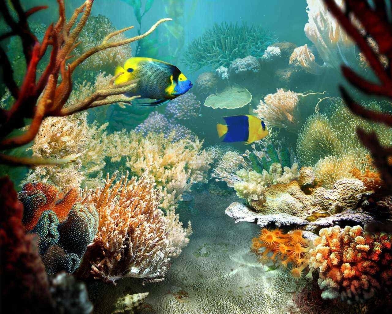 Sea Life Wallpapers - Top Free Sea Life Backgrounds - WallpaperAccess