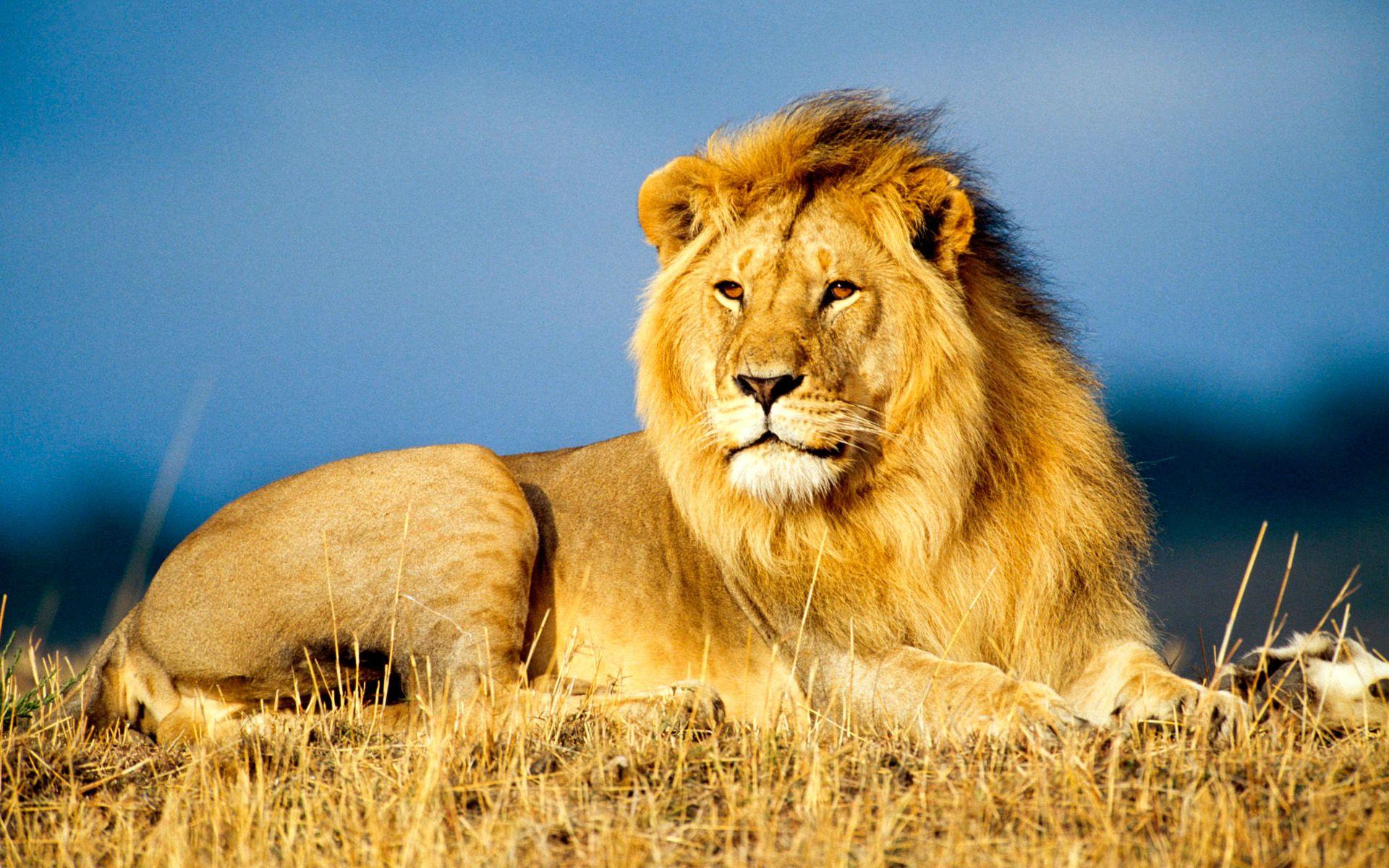 African Lion Wallpapers - Top Free African Lion Backgrounds ...