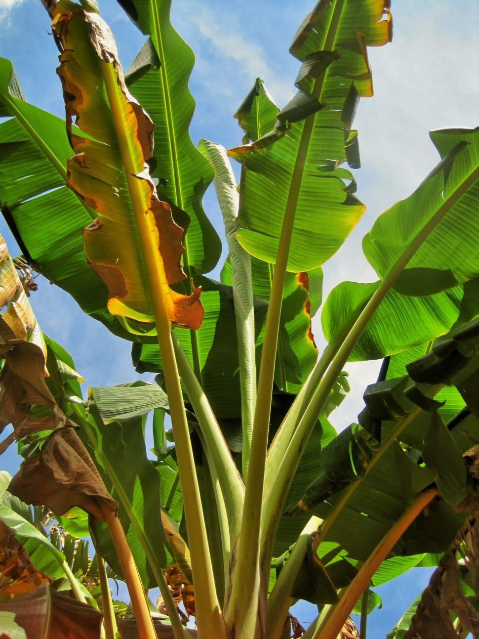 Banana Tree Wallpapers - Top Free Banana Tree Backgrounds - WallpaperAccess