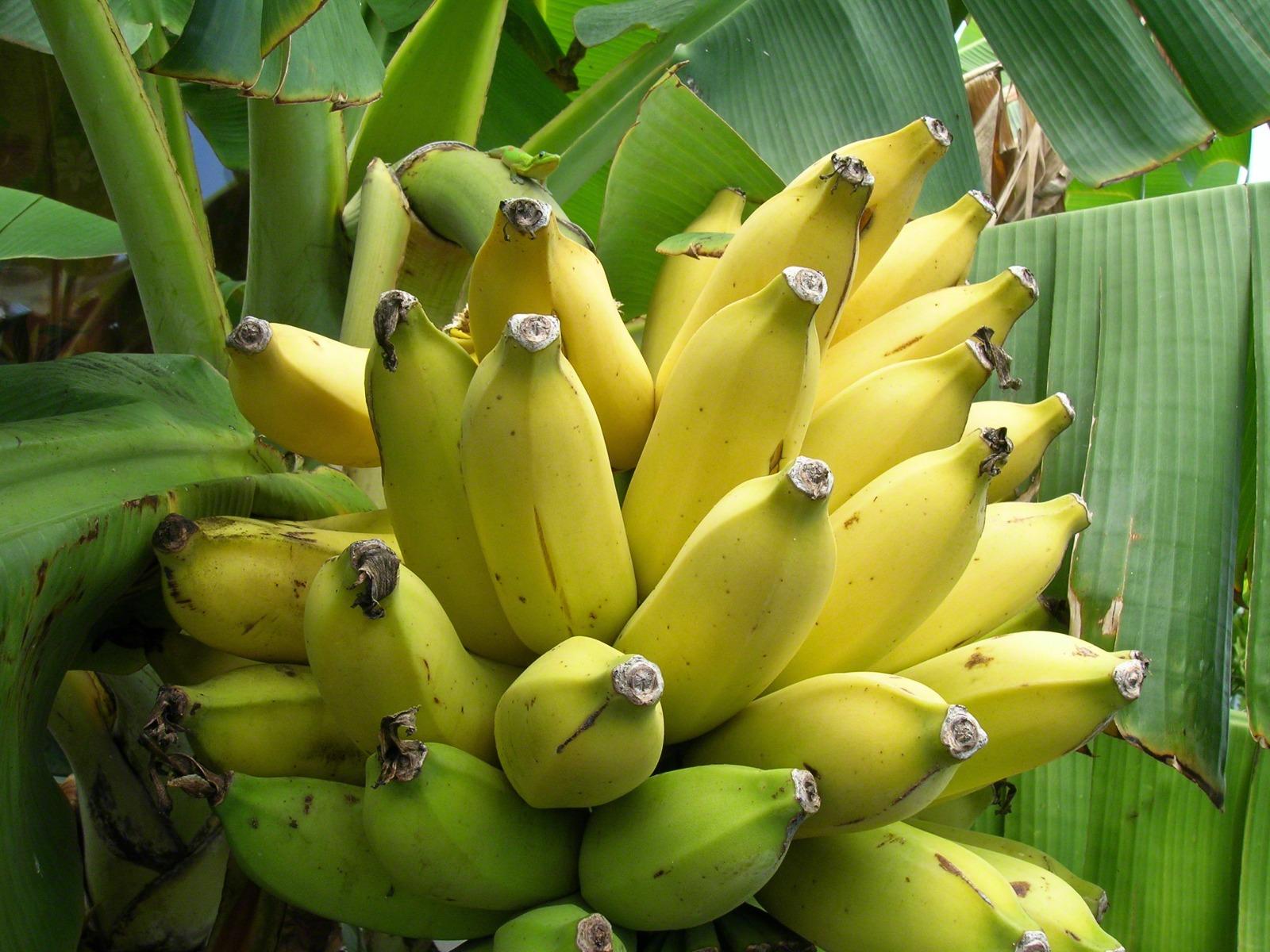 Banana Tree Wallpapers - Top Free Banana Tree Backgrounds - WallpaperAccess