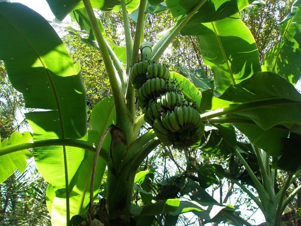Banana Tree Wallpapers - Top Free Banana Tree Backgrounds - WallpaperAccess