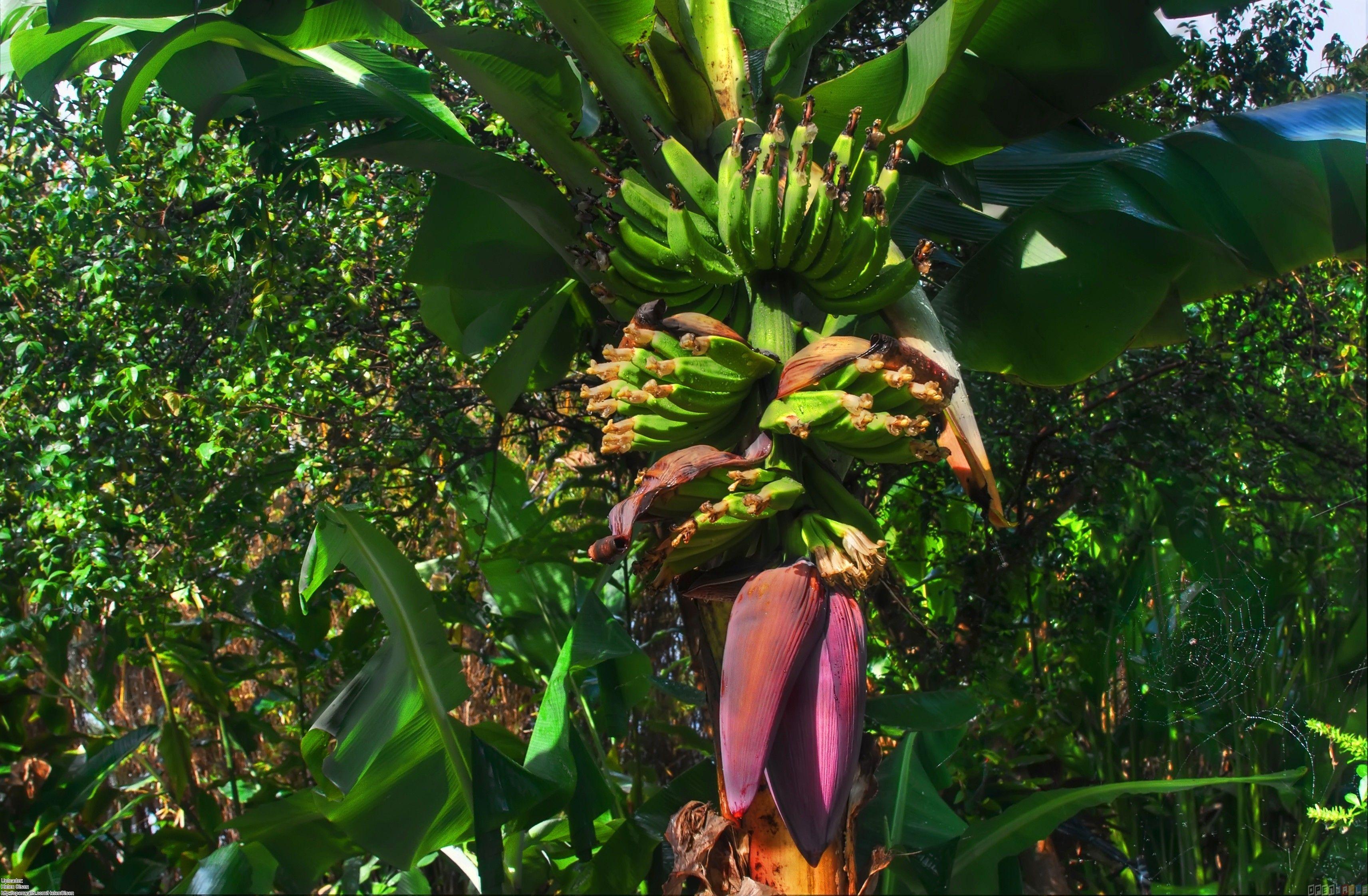 Banana Tree Wallpapers - Top Free Banana Tree Backgrounds - WallpaperAccess