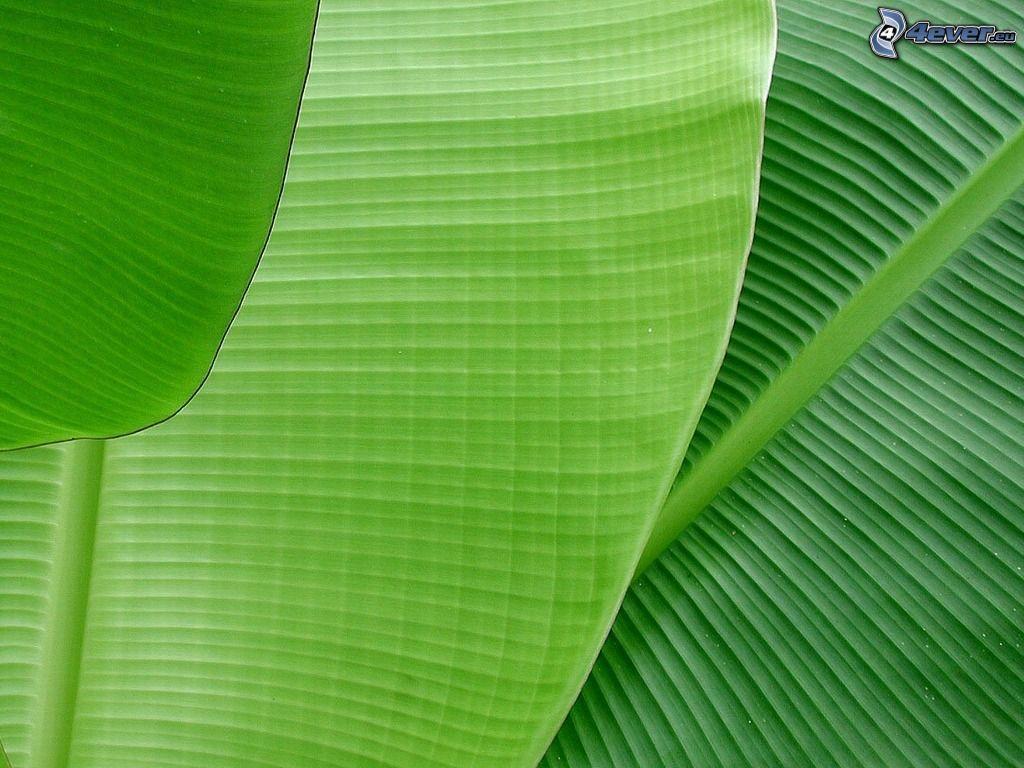 Banana Tree Wallpapers - Top Free Banana Tree Backgrounds - WallpaperAccess