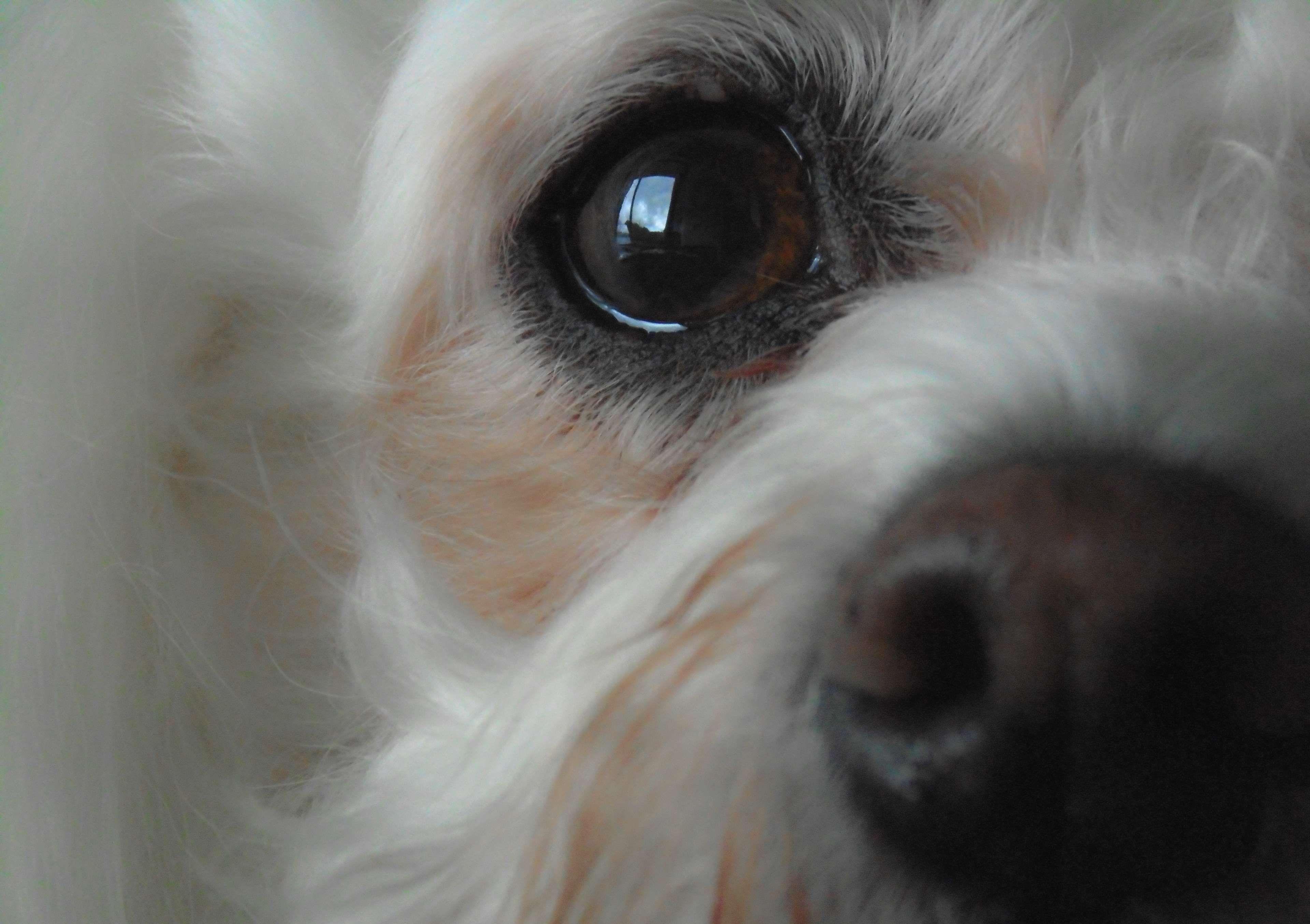 Puppy Eyes Wallpapers - Top Free Puppy Eyes Backgrounds - WallpaperAccess