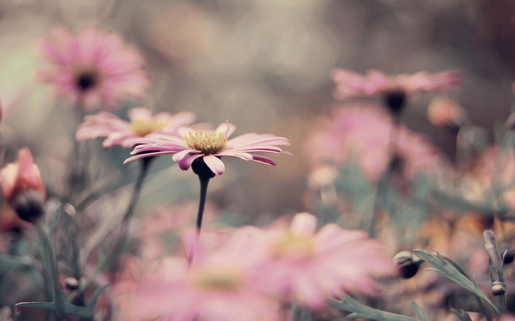 Vintage Spring Wallpapers - Top Free Vintage Spring Backgrounds ...