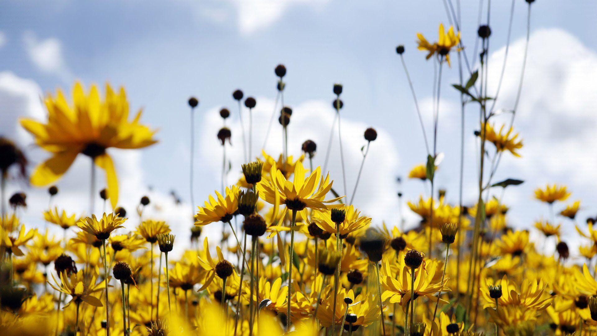 Vintage Spring Wallpapers - Top Free Vintage Spring Backgrounds ...