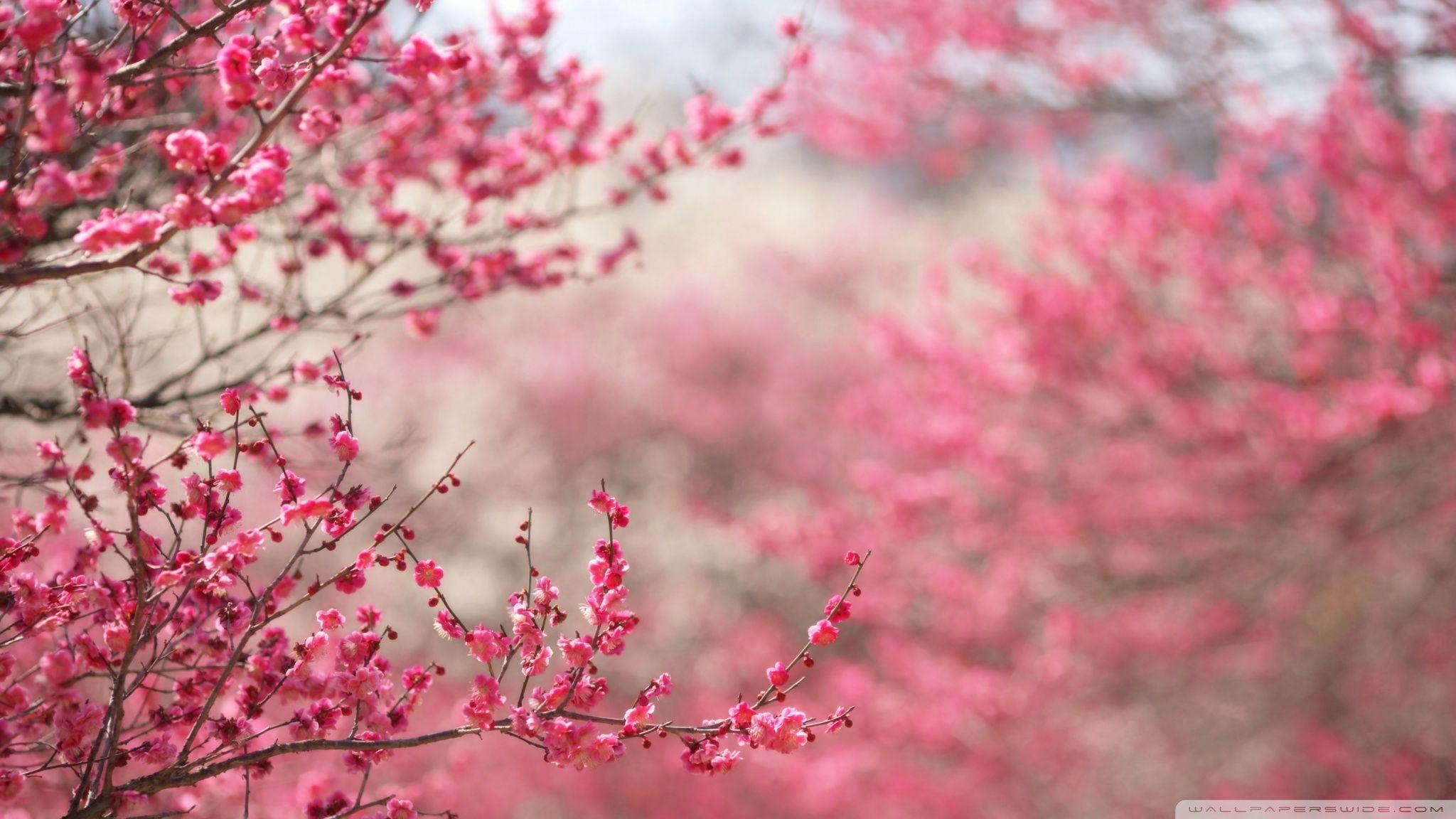 Vintage Spring Desktop Wallpapers - Top Free Vintage Spring Desktop ...