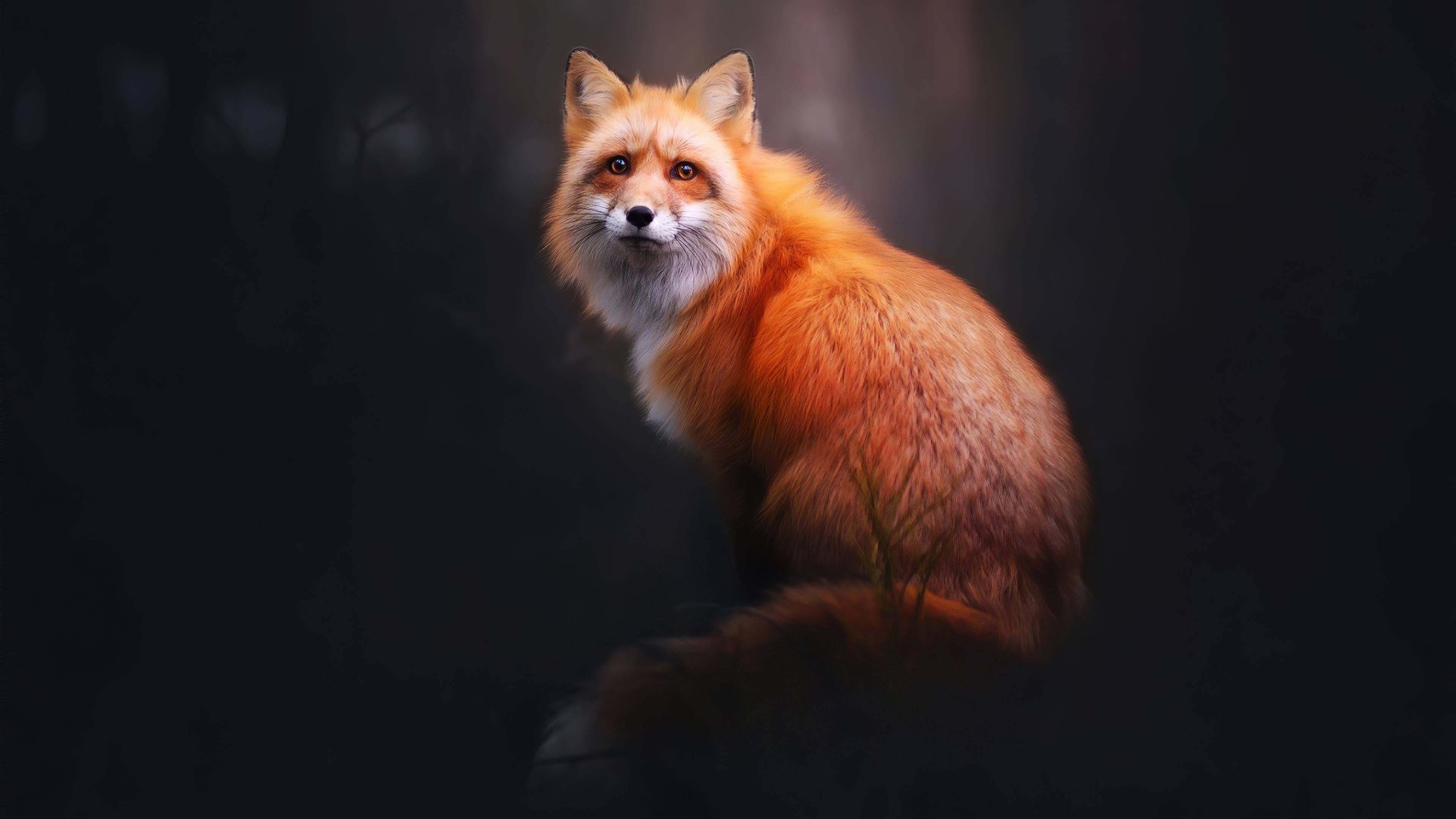 4K Fox Wallpapers - Top Free 4K Fox Backgrounds - WallpaperAccess
