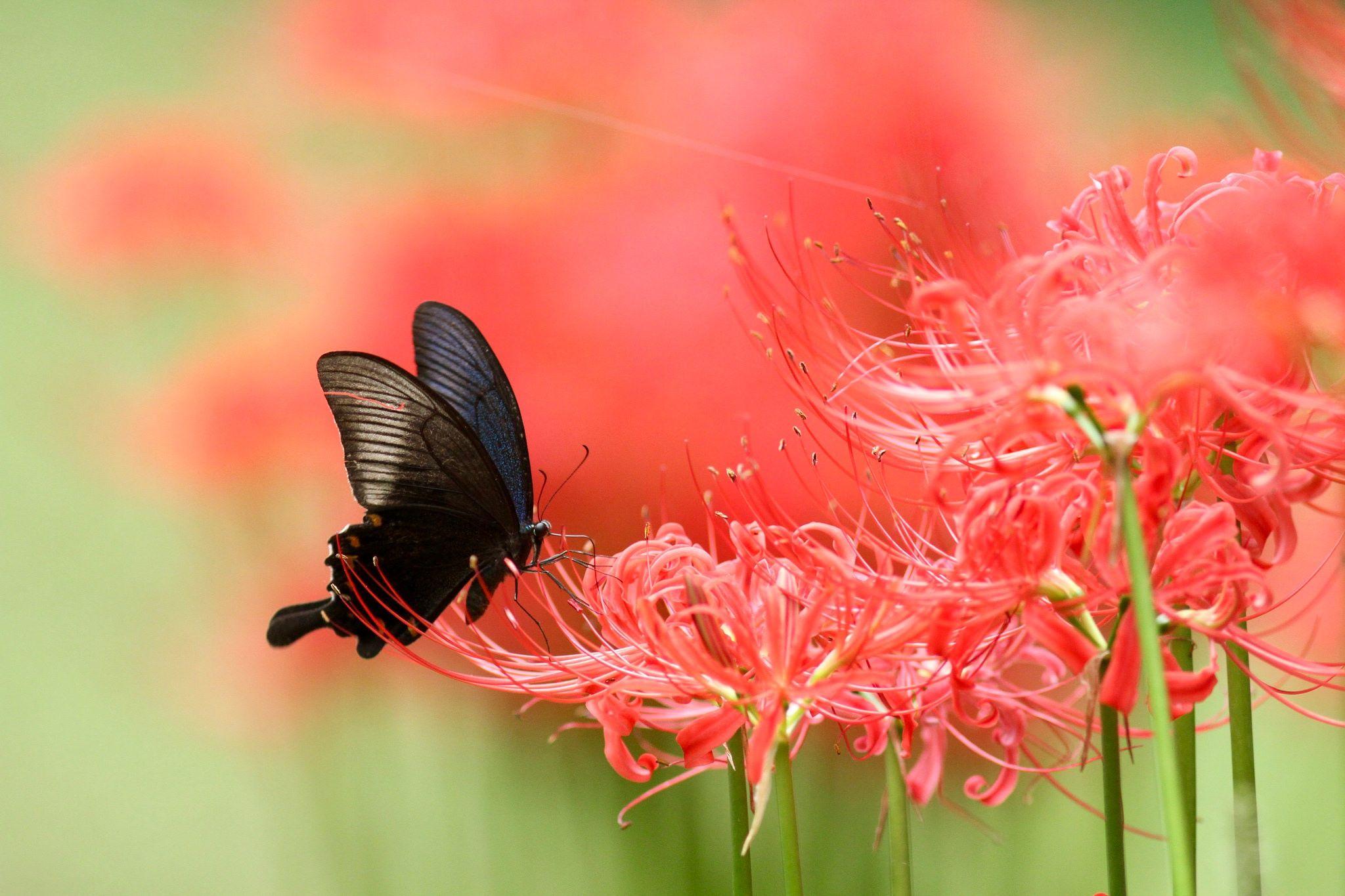 Spider Lily Wallpapers - Top Free Spider Lily Backgrounds - WallpaperAccess