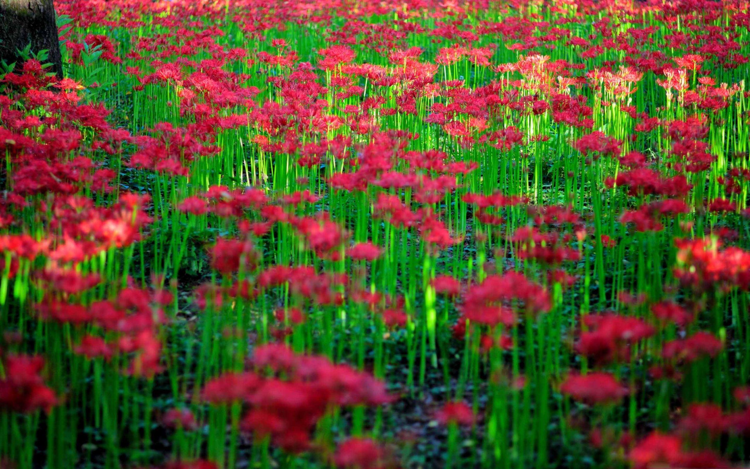 Red Spider Lily Wallpapers - Top Free Red Spider Lily Backgrounds ...