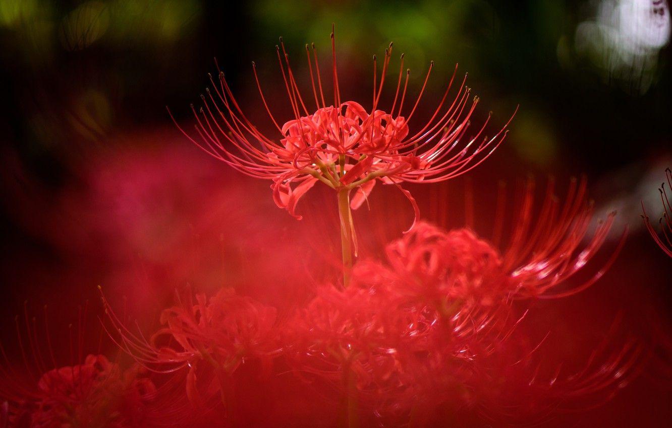 Spider Lily Wallpapers - Top Free Spider Lily Backgrounds - WallpaperAccess