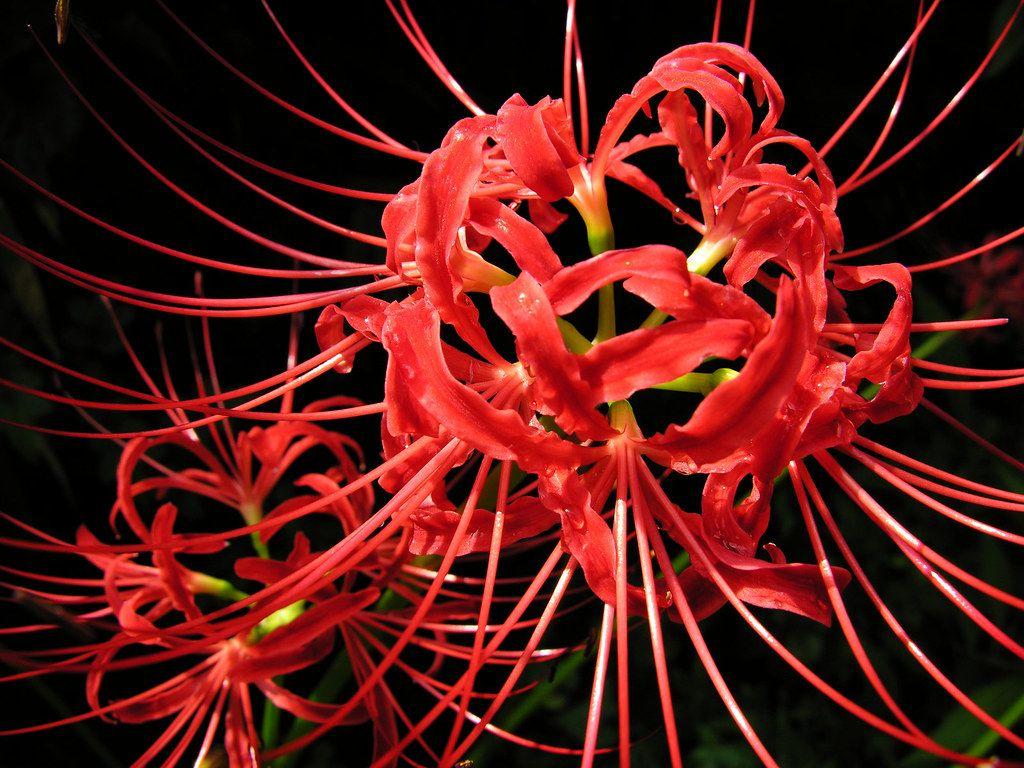 Red Spider Lily Wallpapers - Top Free Red Spider Lily Backgrounds ...