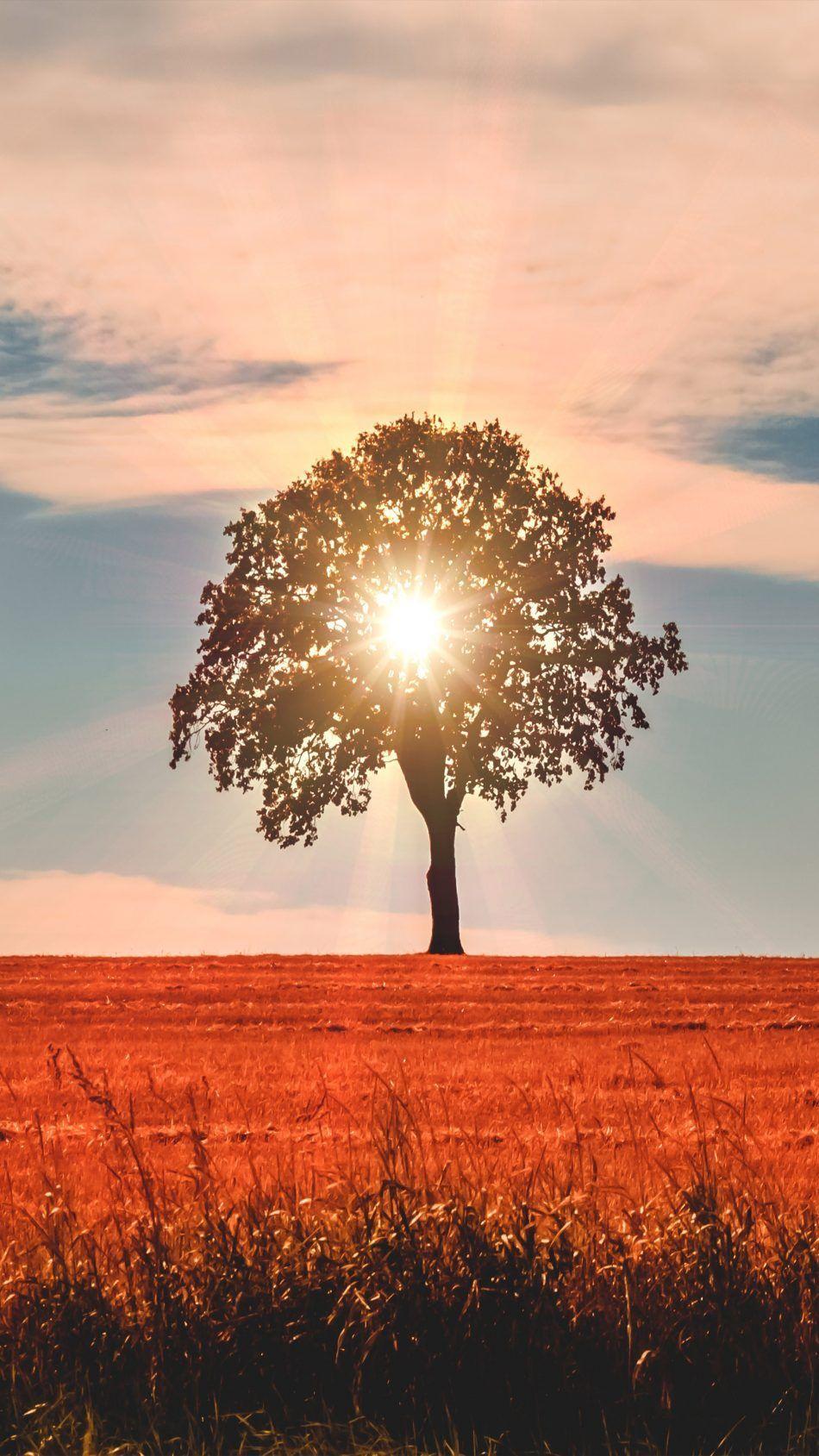 Lonely Tree Wallpapers - Top Free Lonely Tree Backgrounds - WallpaperAccess