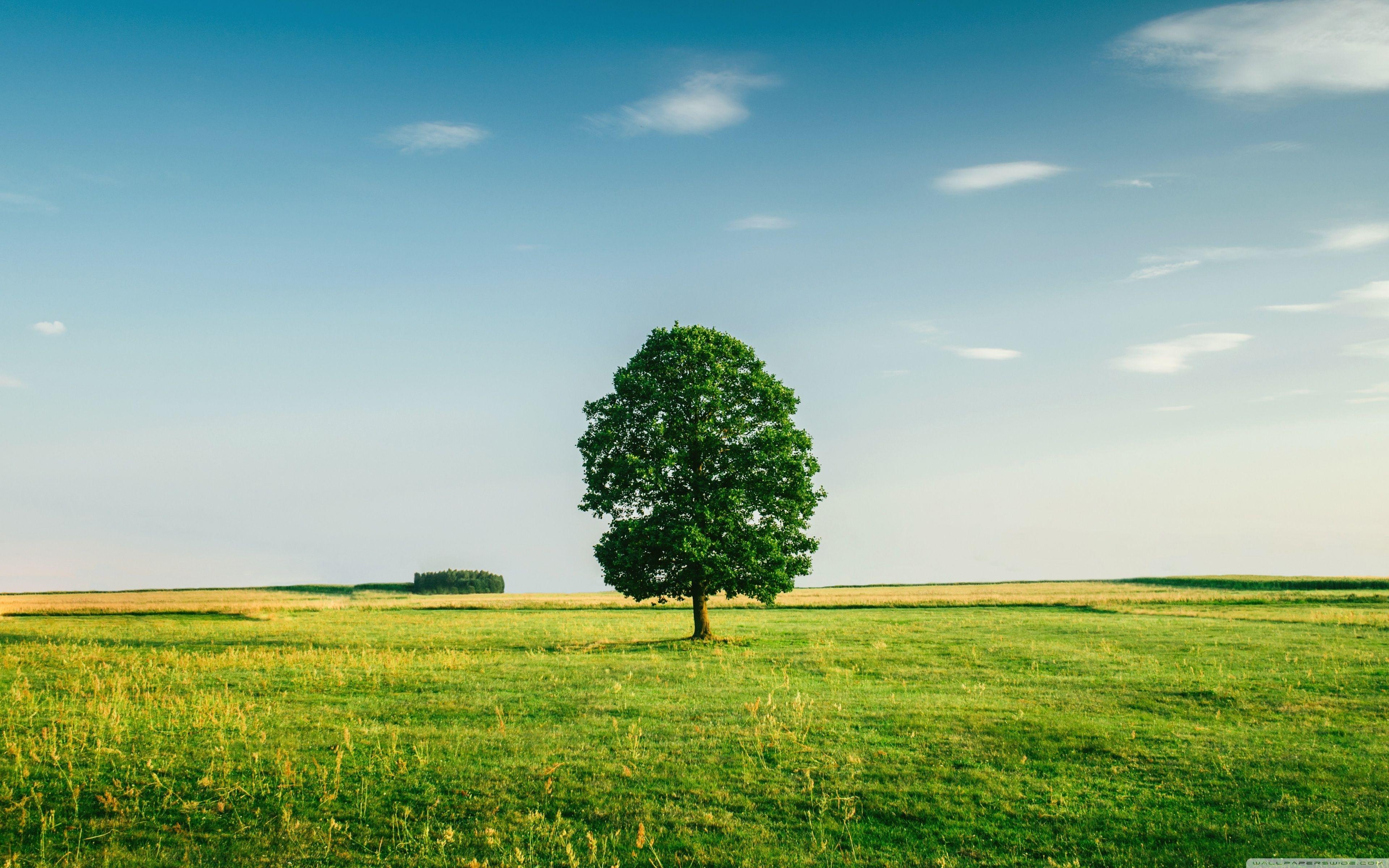 Tree 4k Wallpapers - Top Free Tree 4k Backgrounds - WallpaperAccess