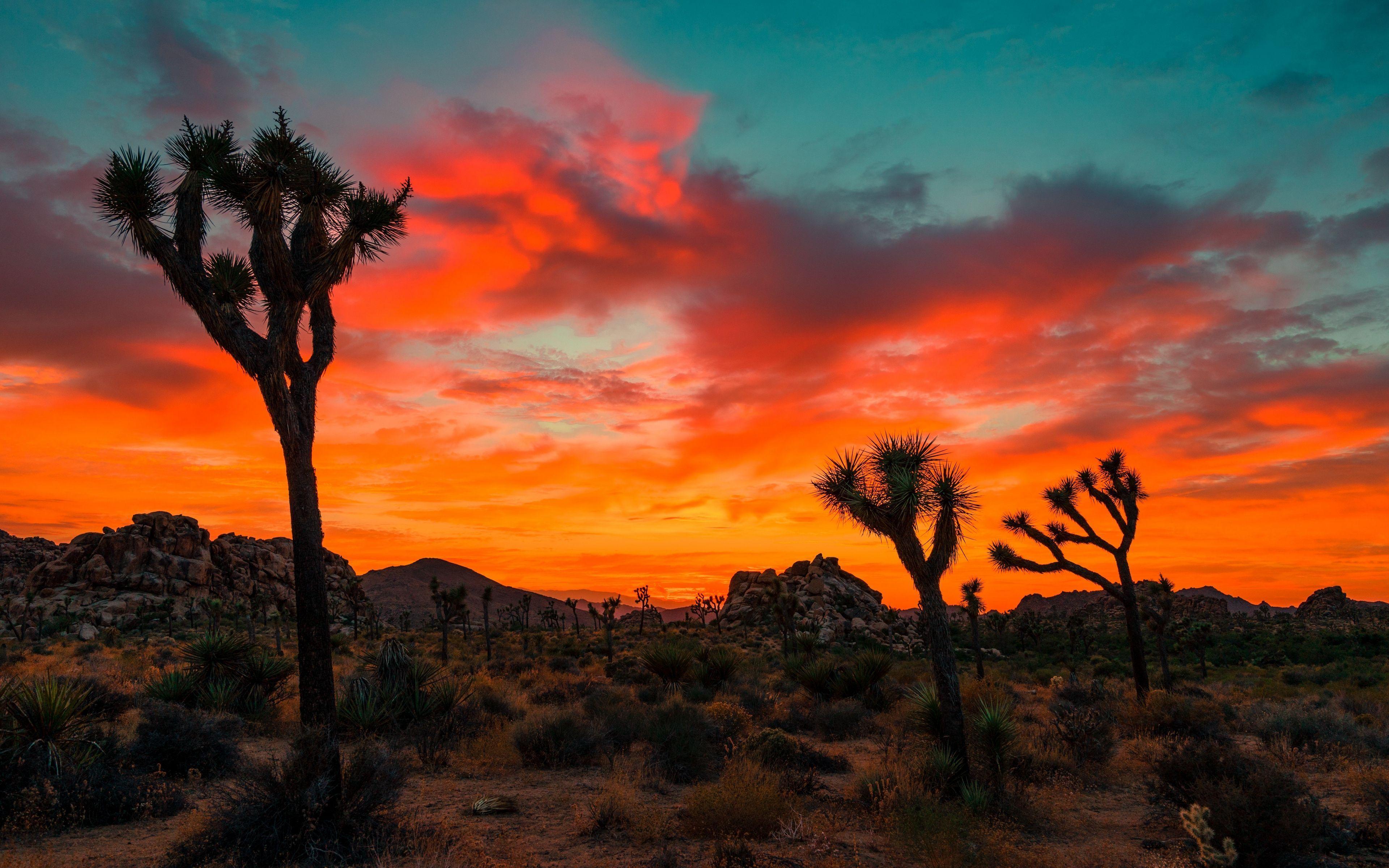 Tree 4k Wallpapers - Top Free Tree 4k Backgrounds - WallpaperAccess