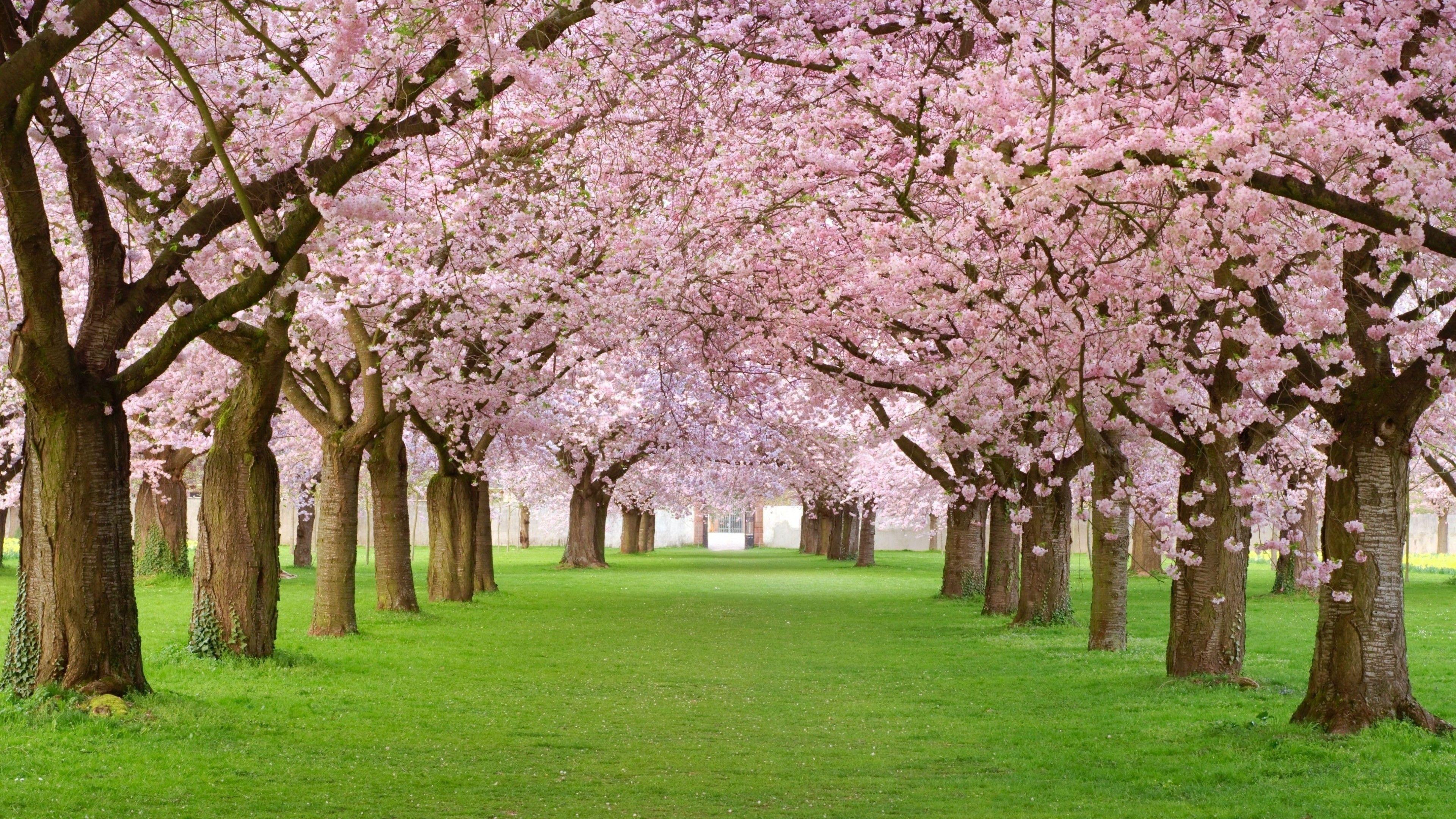 Beautiful Pink Tree Wallpapers - Top Free Beautiful Pink Tree ...
