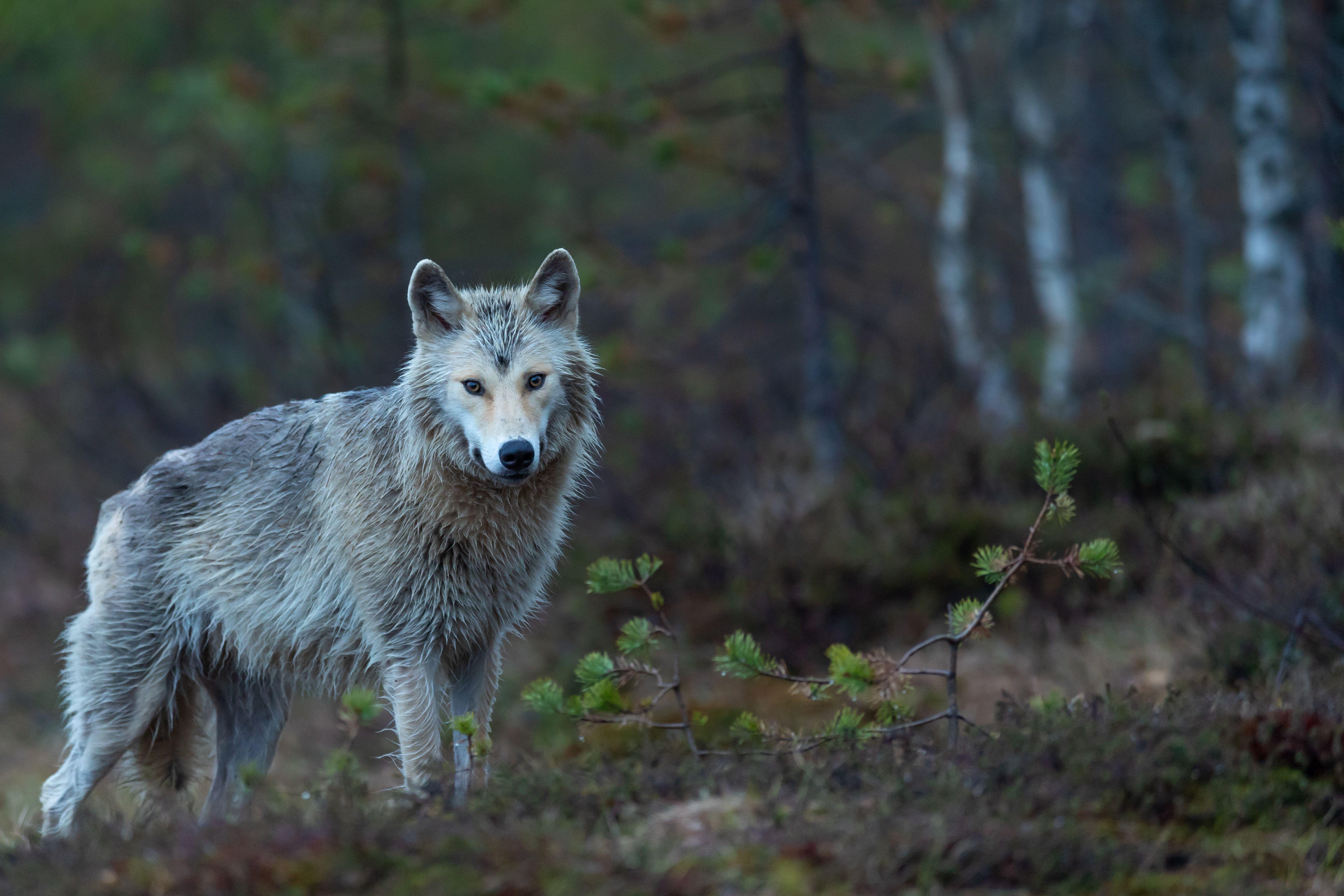Grey Wolf Wallpapers - Top Free Grey Wolf Backgrounds - WallpaperAccess