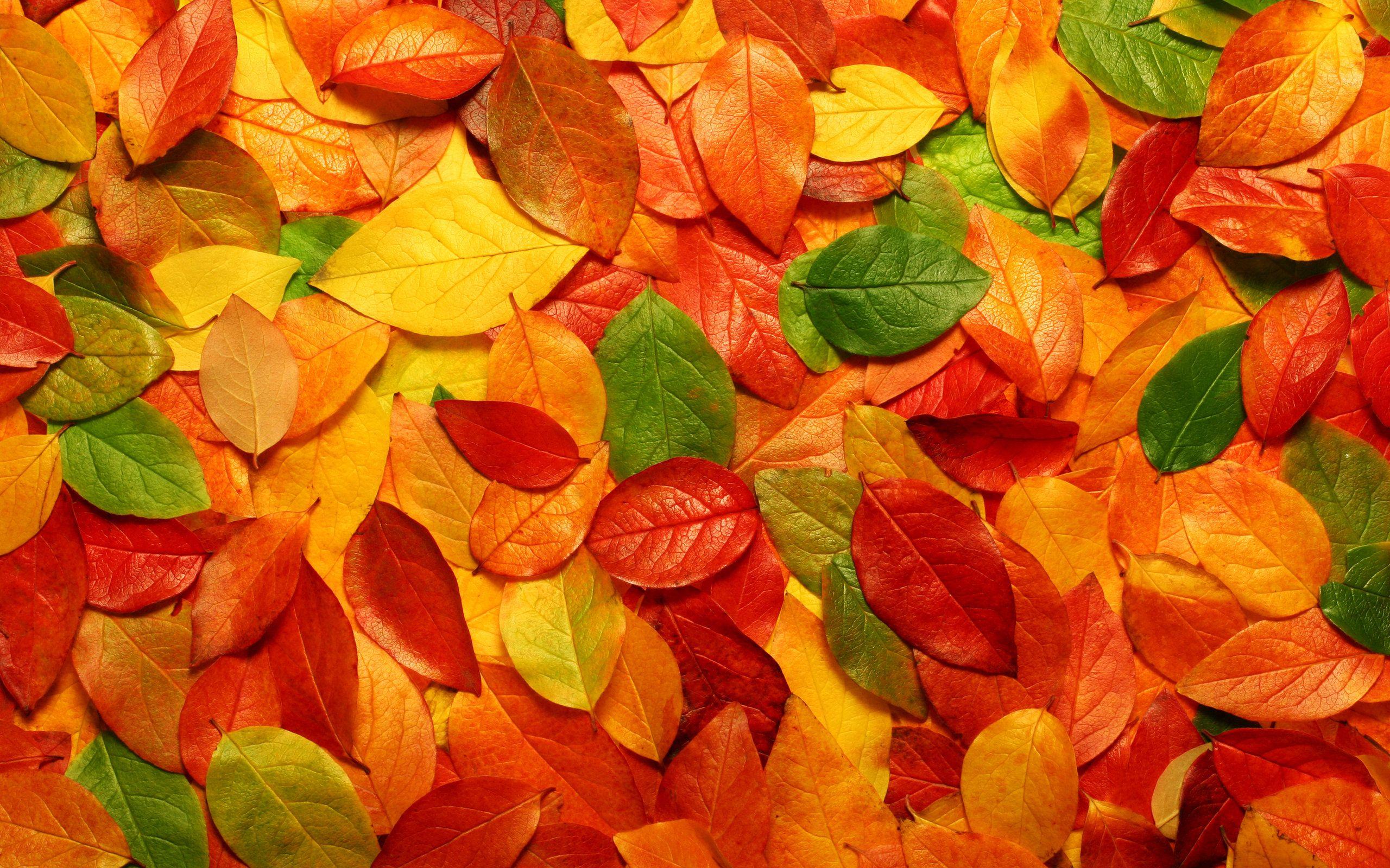 Thanksgiving Leaves Wallpapers - Top Free Thanksgiving Leaves ...