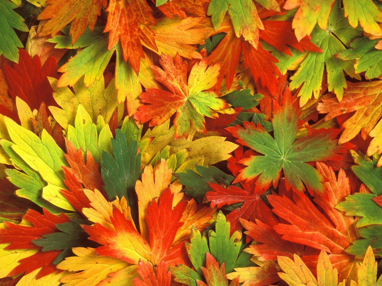 Thanksgiving Leaves Wallpapers - Top Free Thanksgiving Leaves ...