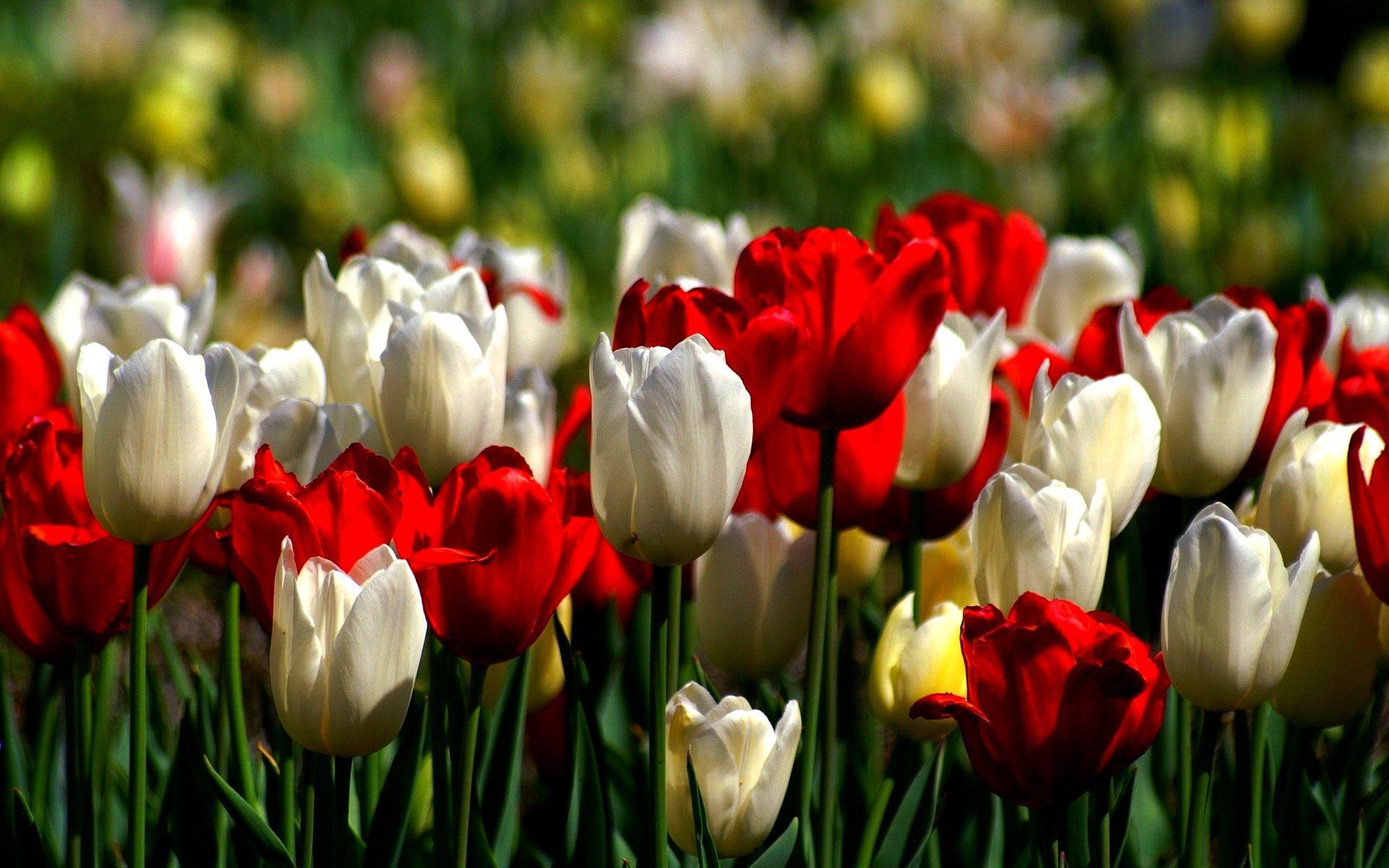 Tulip Garden Wallpapers - Top Free Tulip Garden Backgrounds ...