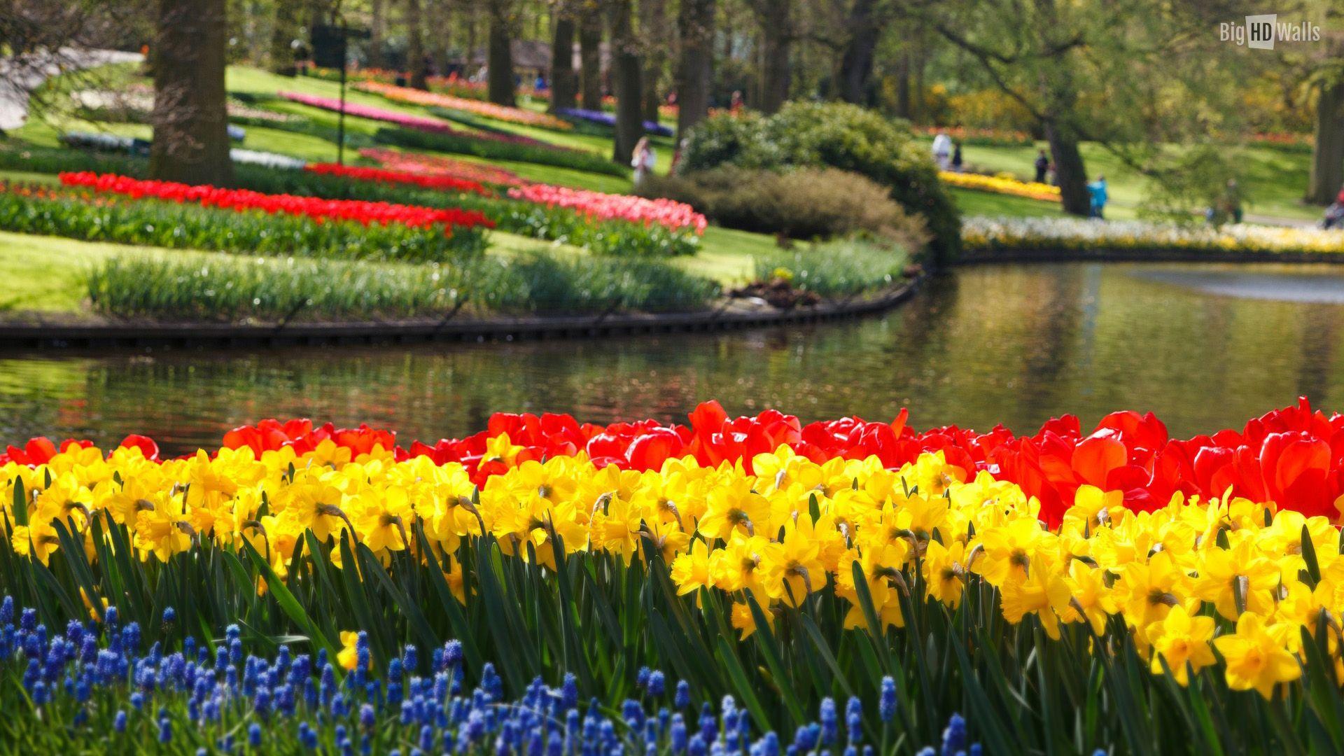 Tulip Garden Wallpapers - Top Free Tulip Garden Backgrounds ...