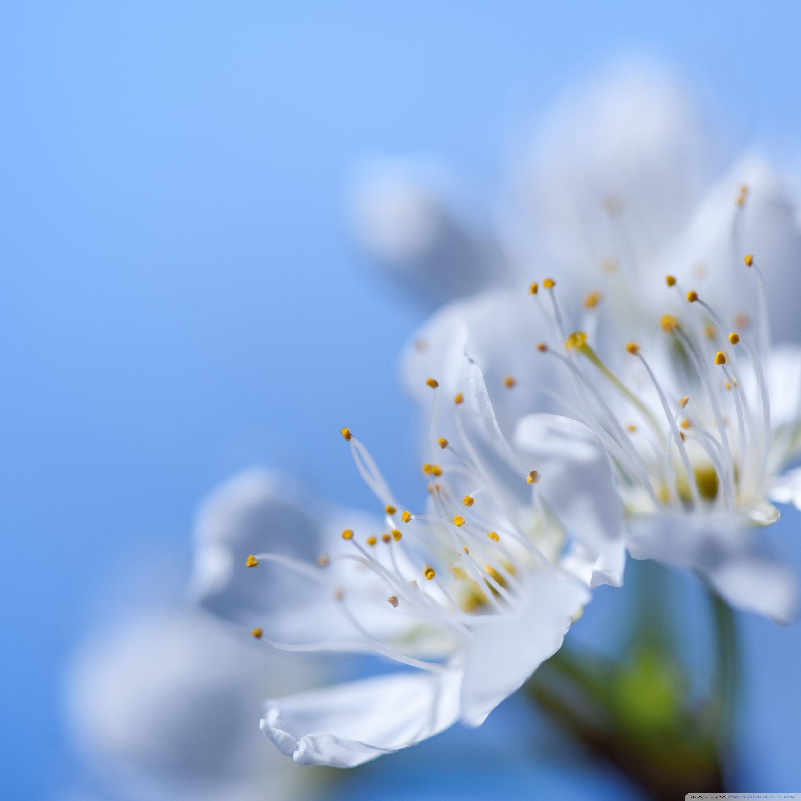 Spring Sky Wallpapers - Top Free Spring Sky Backgrounds - WallpaperAccess