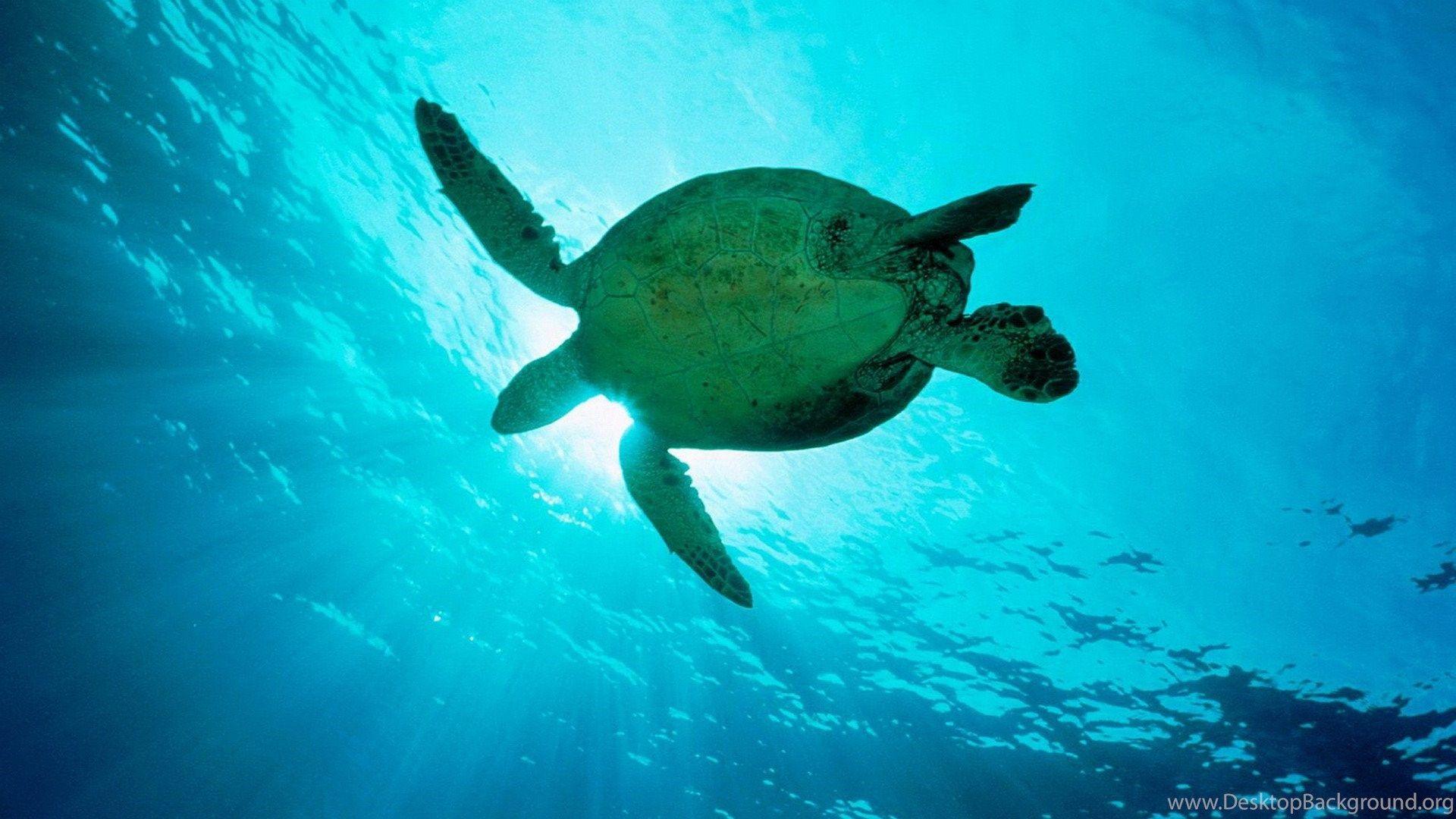 Cute Turtle Wallpapers - Top Free Cute Turtle Backgrounds - WallpaperAccess