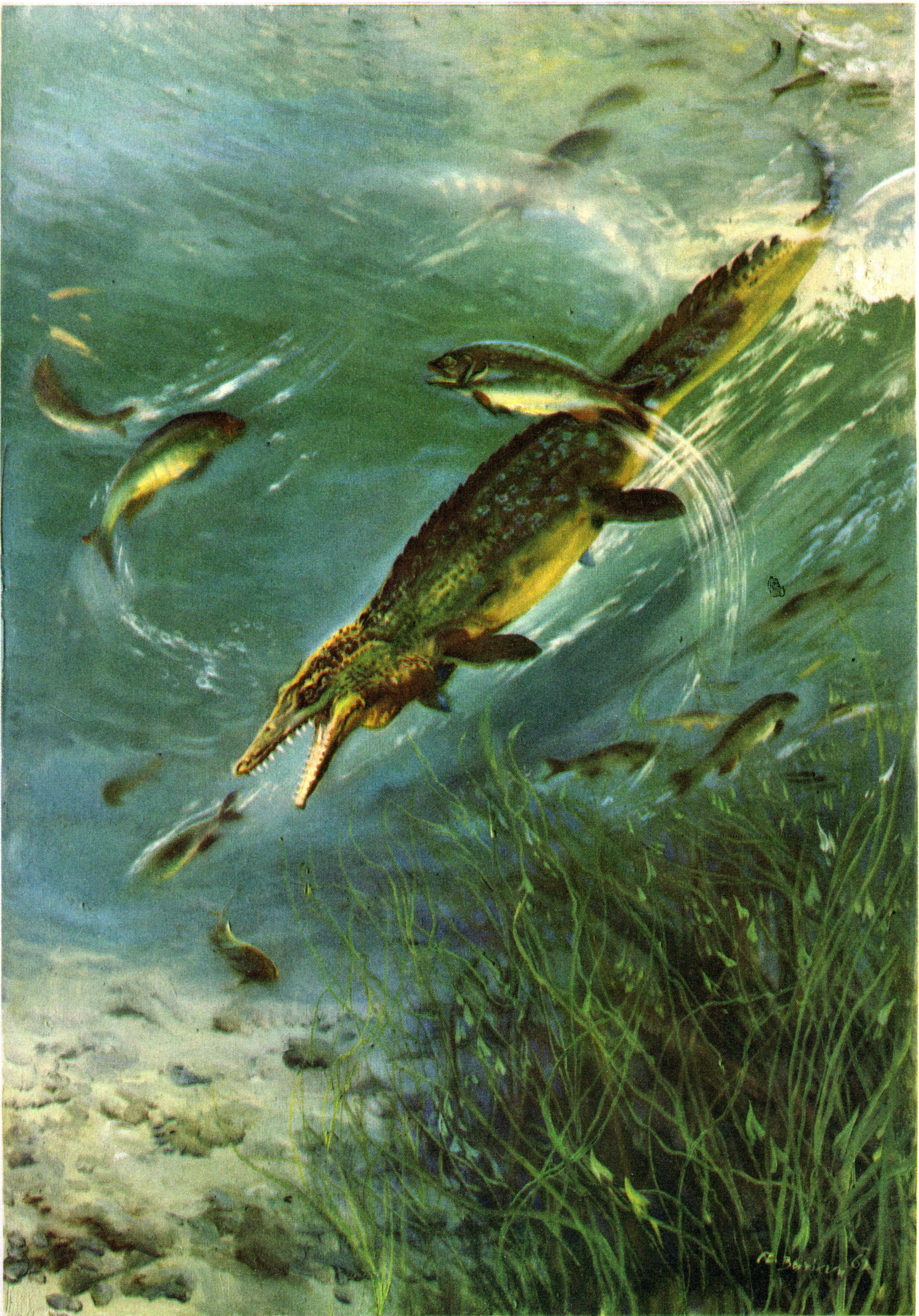 Mosasaurus Wallpapers - Top Free Mosasaurus Backgrounds - WallpaperAccess