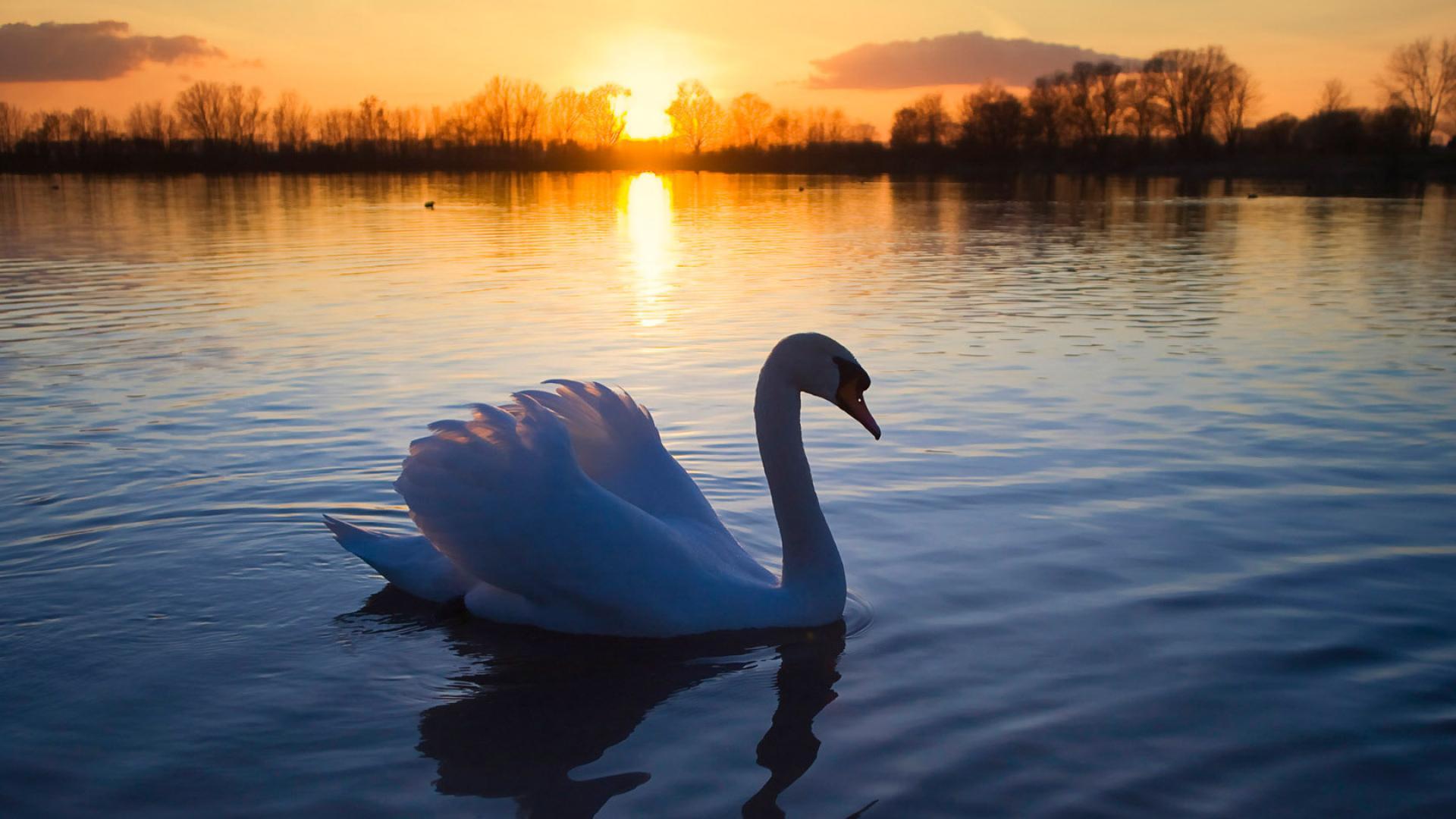 Swan Lake Wallpapers - Top Free Swan Lake Backgrounds - WallpaperAccess