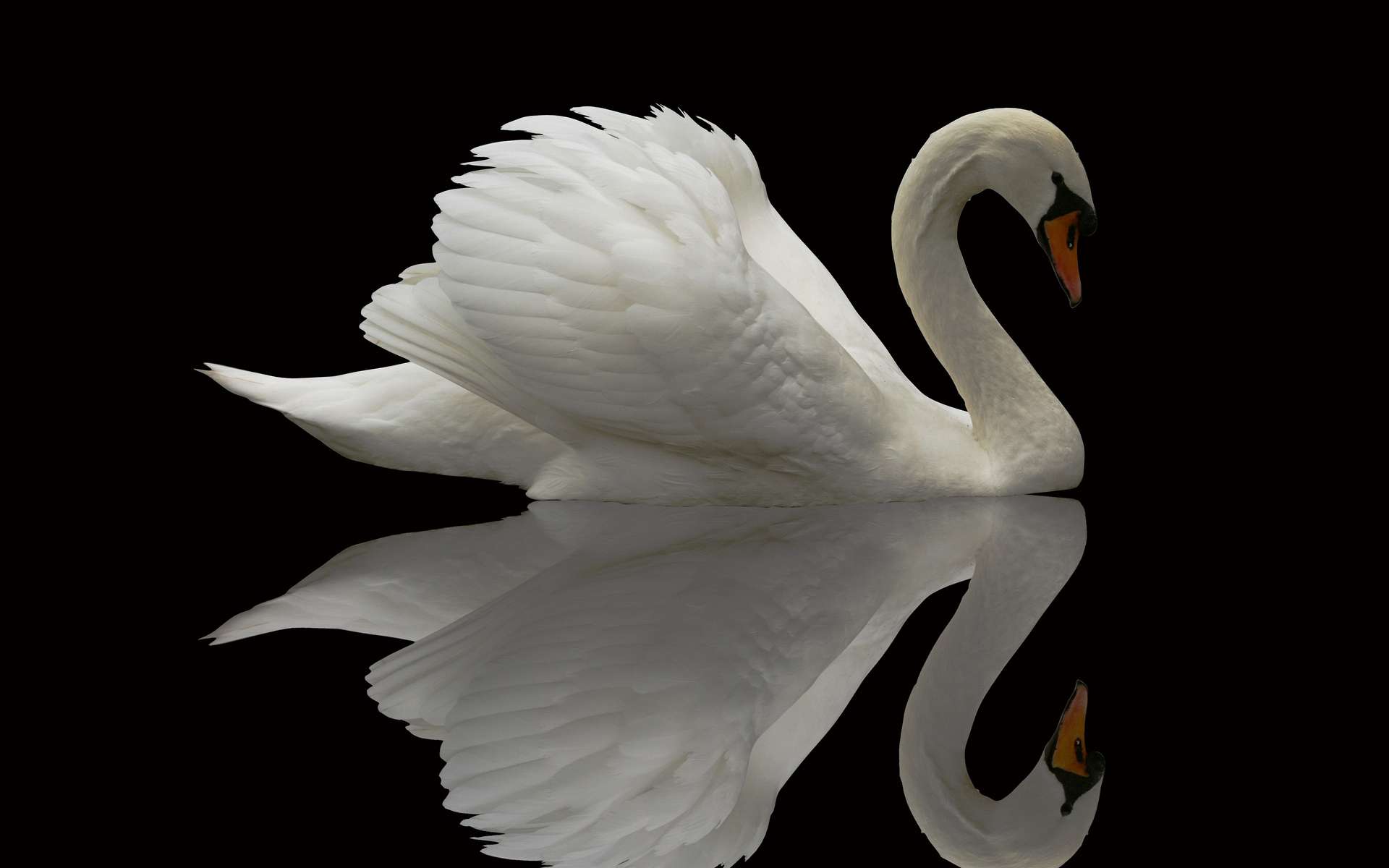 Beautiful Swan Wallpapers - Top Free Beautiful Swan Backgrounds ...
