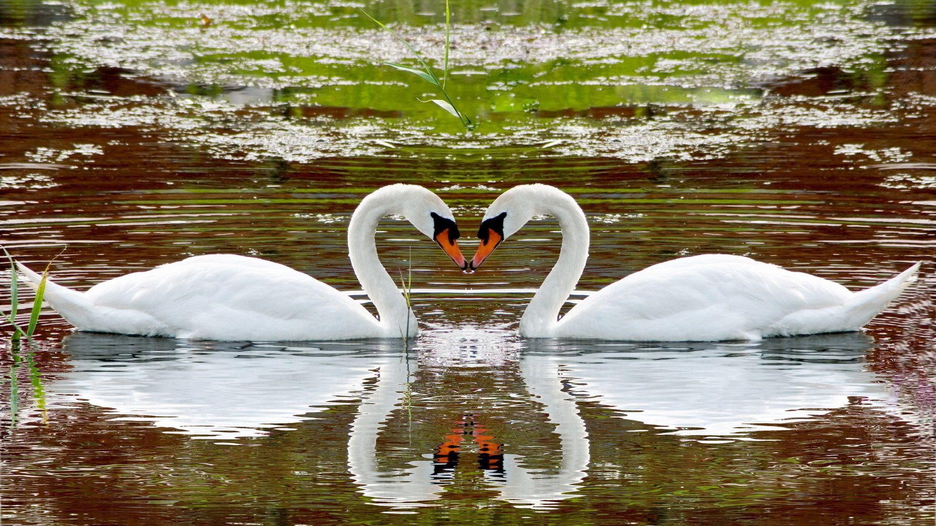 Swan Lake Wallpapers - Top Free Swan Lake Backgrounds - WallpaperAccess