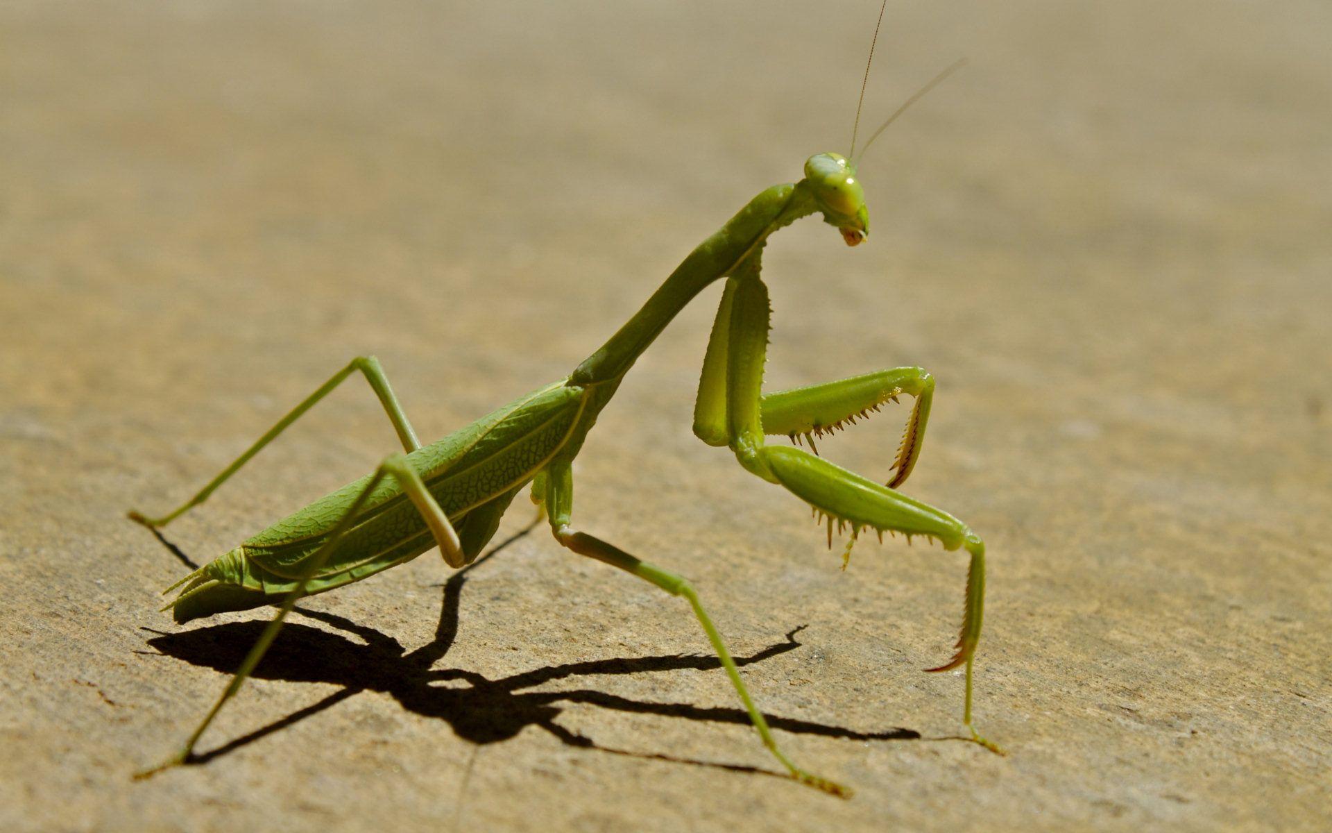 Praying Mantis Wallpapers - Top Free Praying Mantis Backgrounds - WallpaperAccess