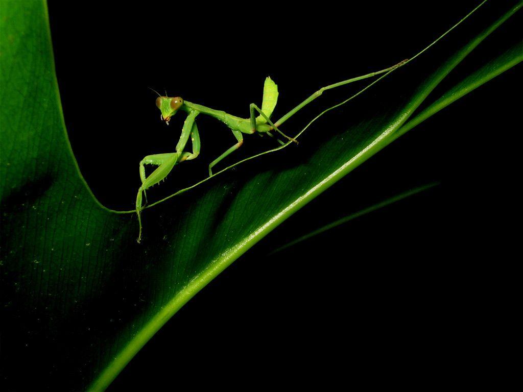 Praying Mantis Wallpapers - Top Free Praying Mantis Backgrounds ...
