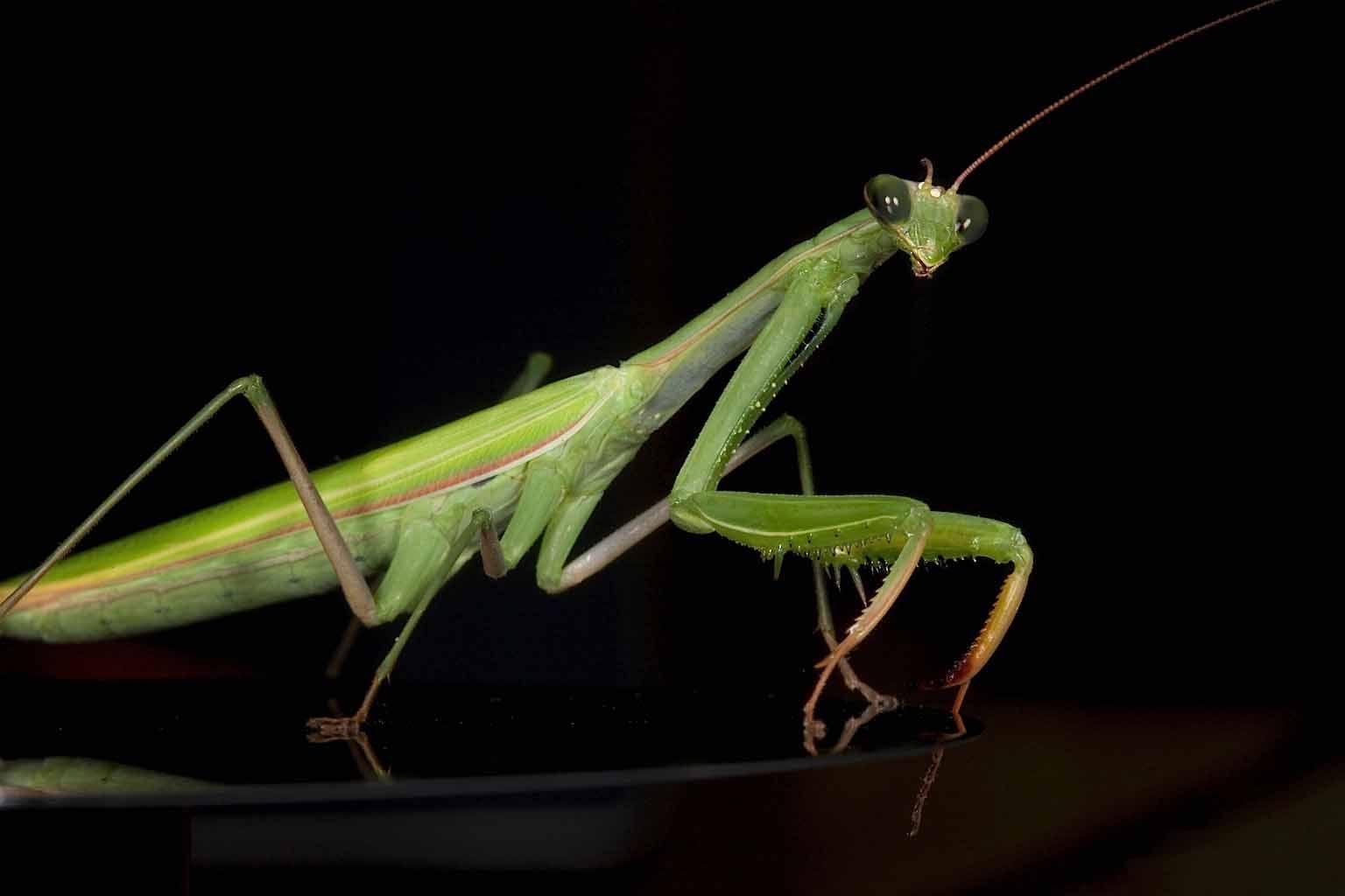 Praying Mantis Wallpapers - Top Free Praying Mantis Backgrounds ...
