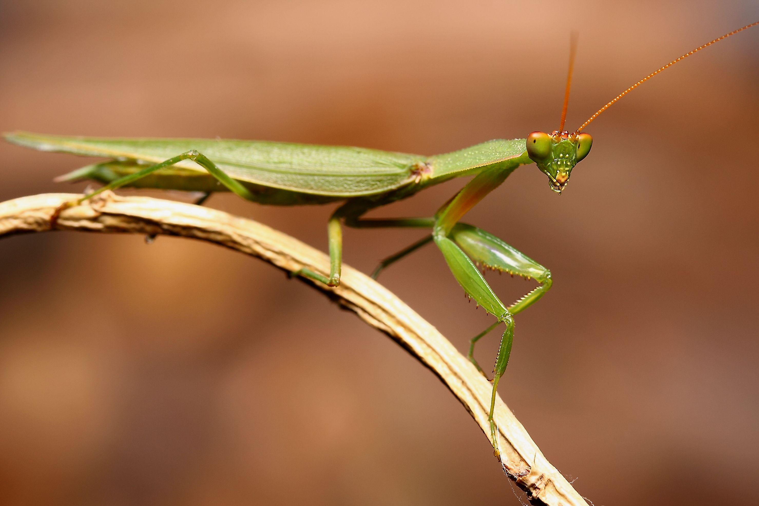 Praying Mantis Wallpapers - Top Free Praying Mantis Backgrounds ...