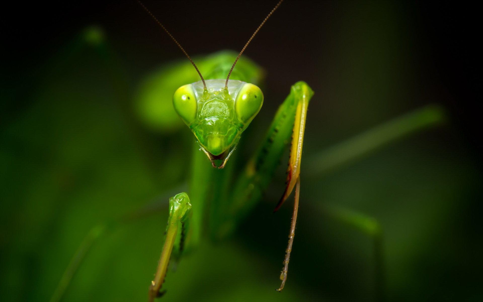 Praying Mantis Wallpapers - Top Free Praying Mantis Backgrounds ...