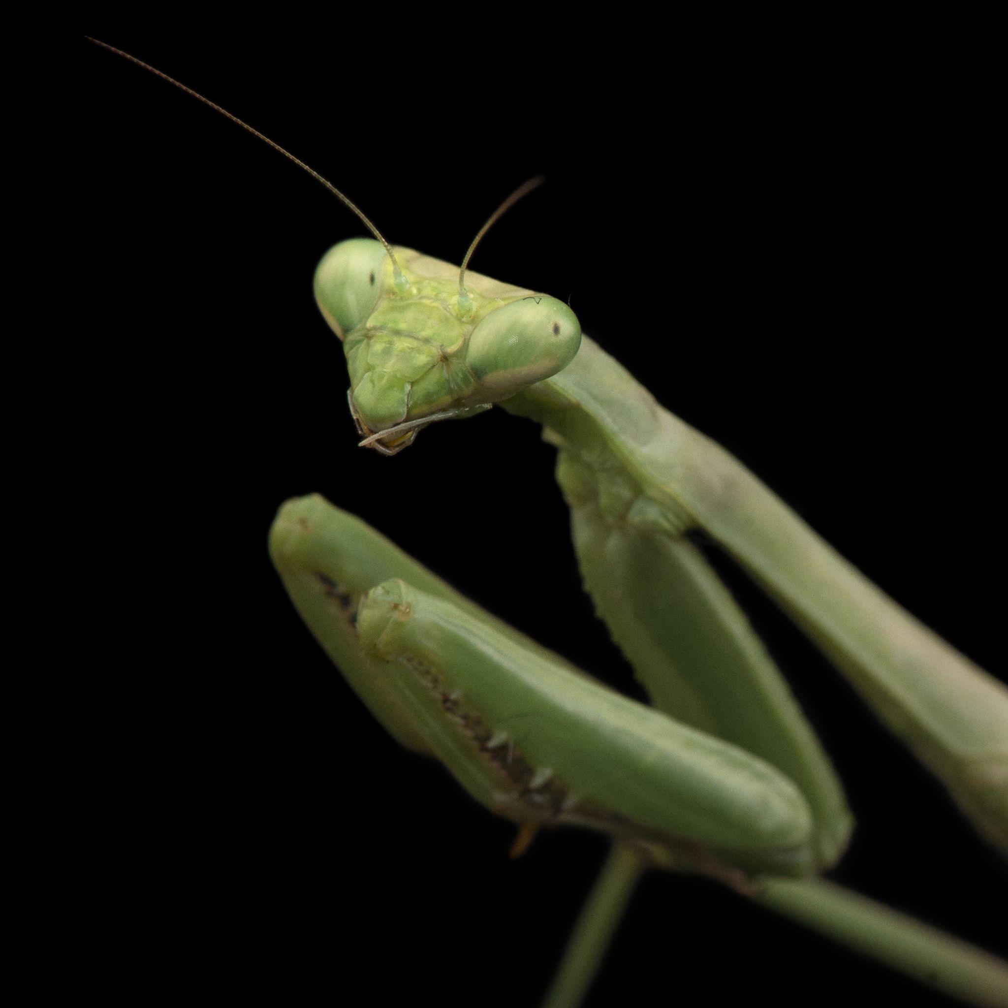 Praying Mantis Wallpapers - Top Free Praying Mantis Backgrounds ...
