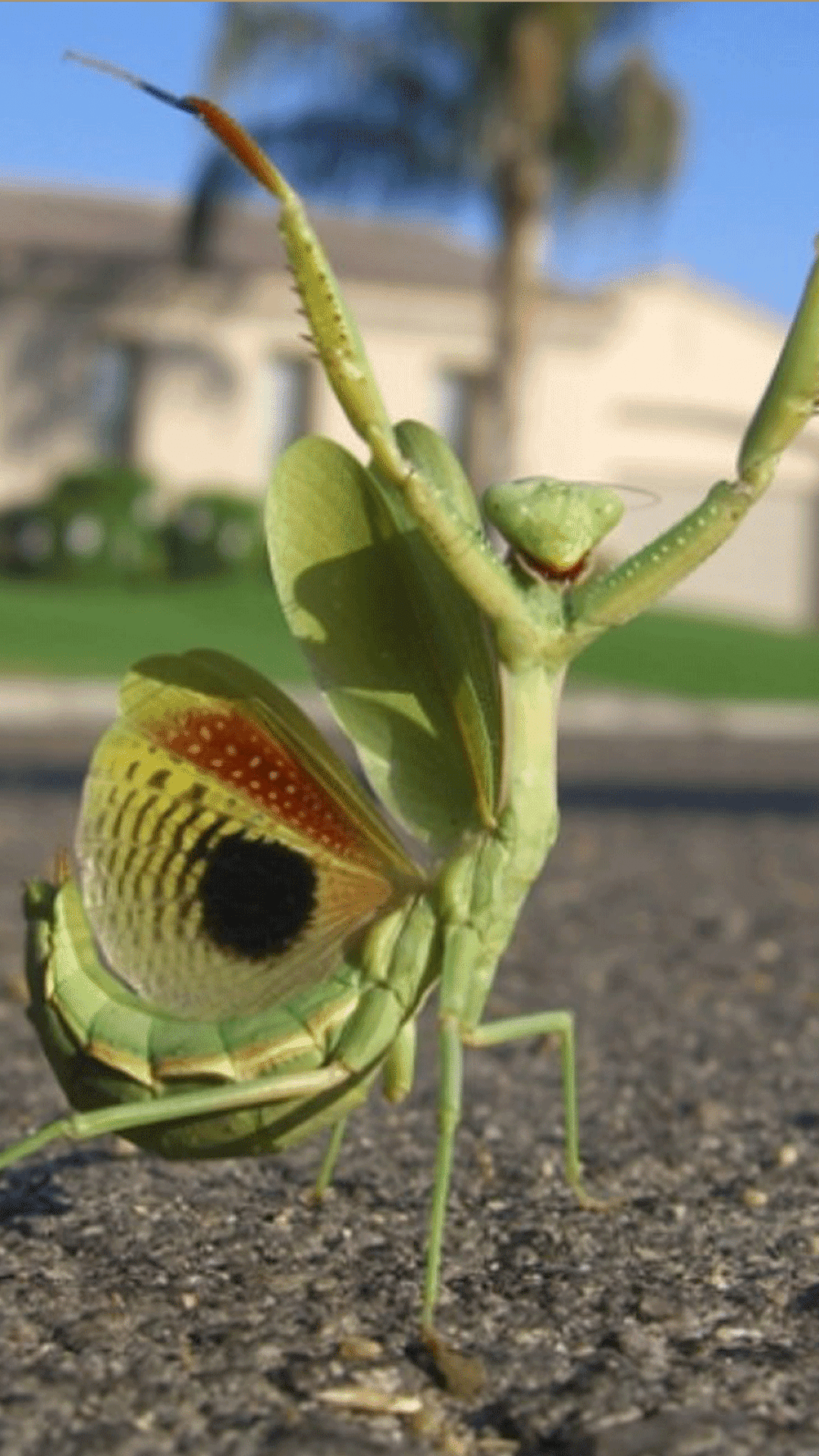 Praying Mantis Wallpapers - Top Free Praying Mantis Backgrounds ...