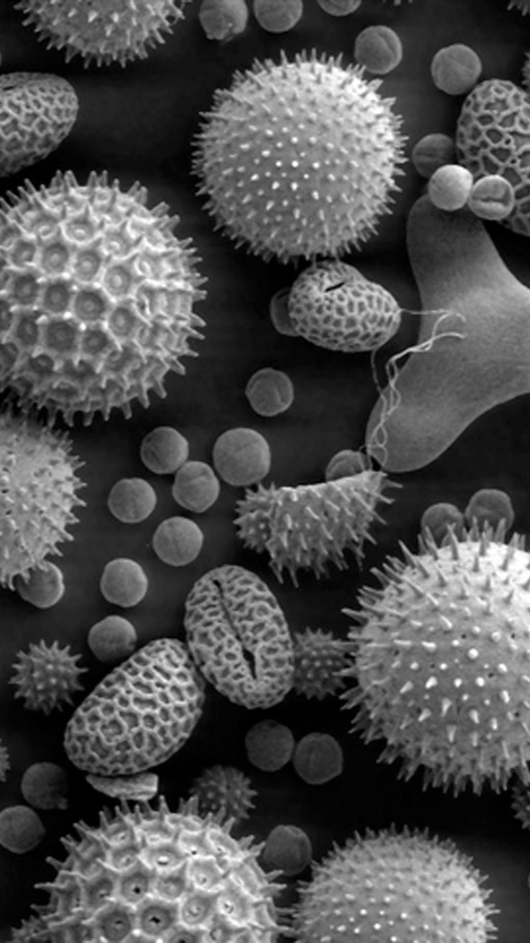 Microbes Wallpapers - Top Free Microbes Backgrounds - WallpaperAccess