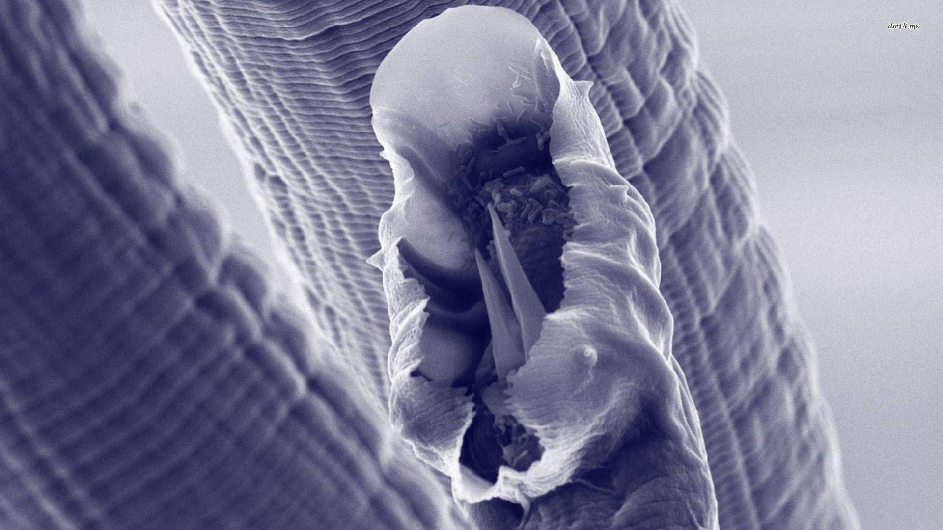 Microbe Wallpapers - Top Free Microbe Backgrounds - WallpaperAccess