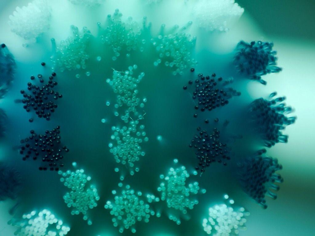 Microbe Wallpapers - Top Free Microbe Backgrounds - WallpaperAccess