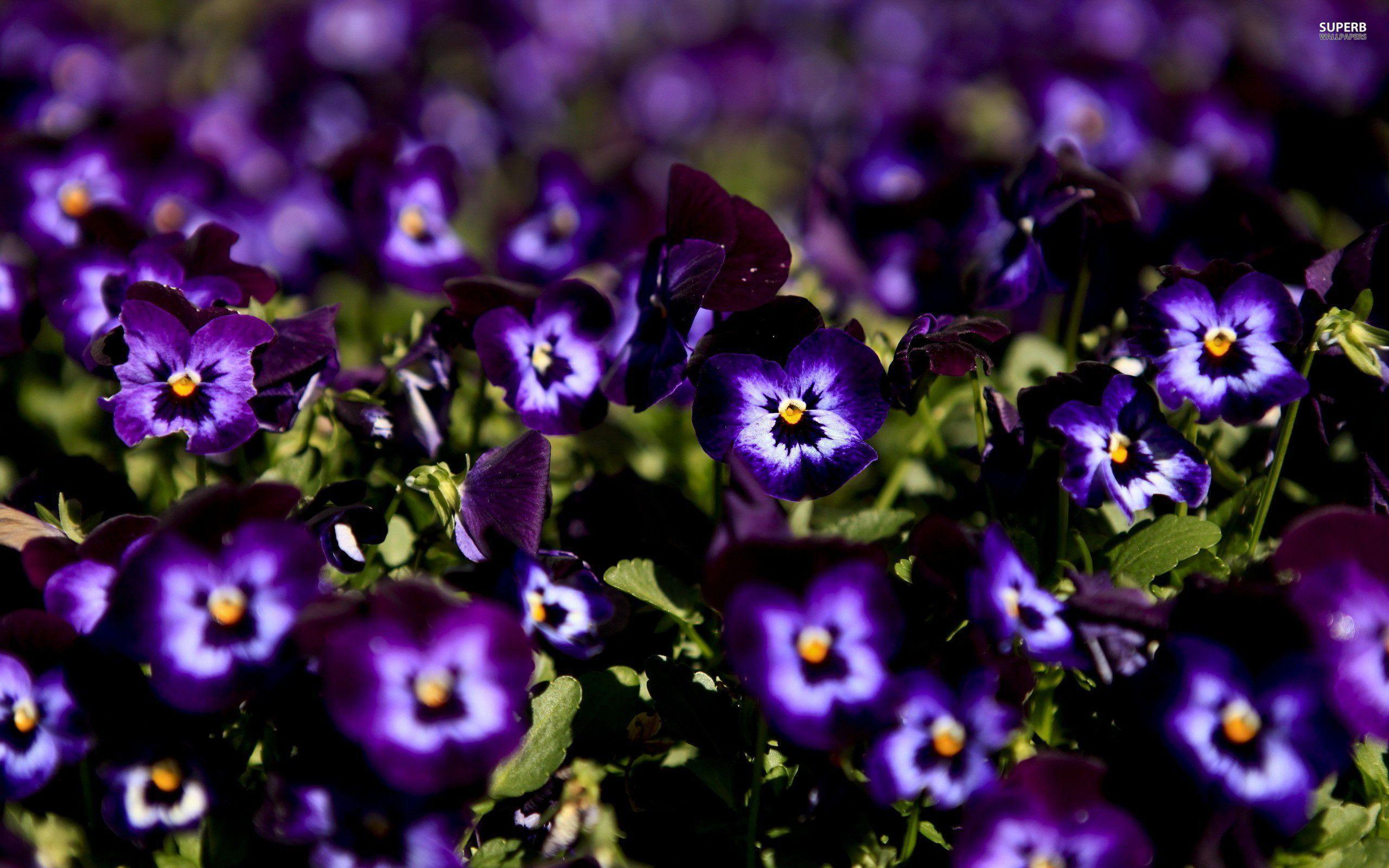 Pansies Wallpapers - Top Free Pansies Backgrounds - WallpaperAccess