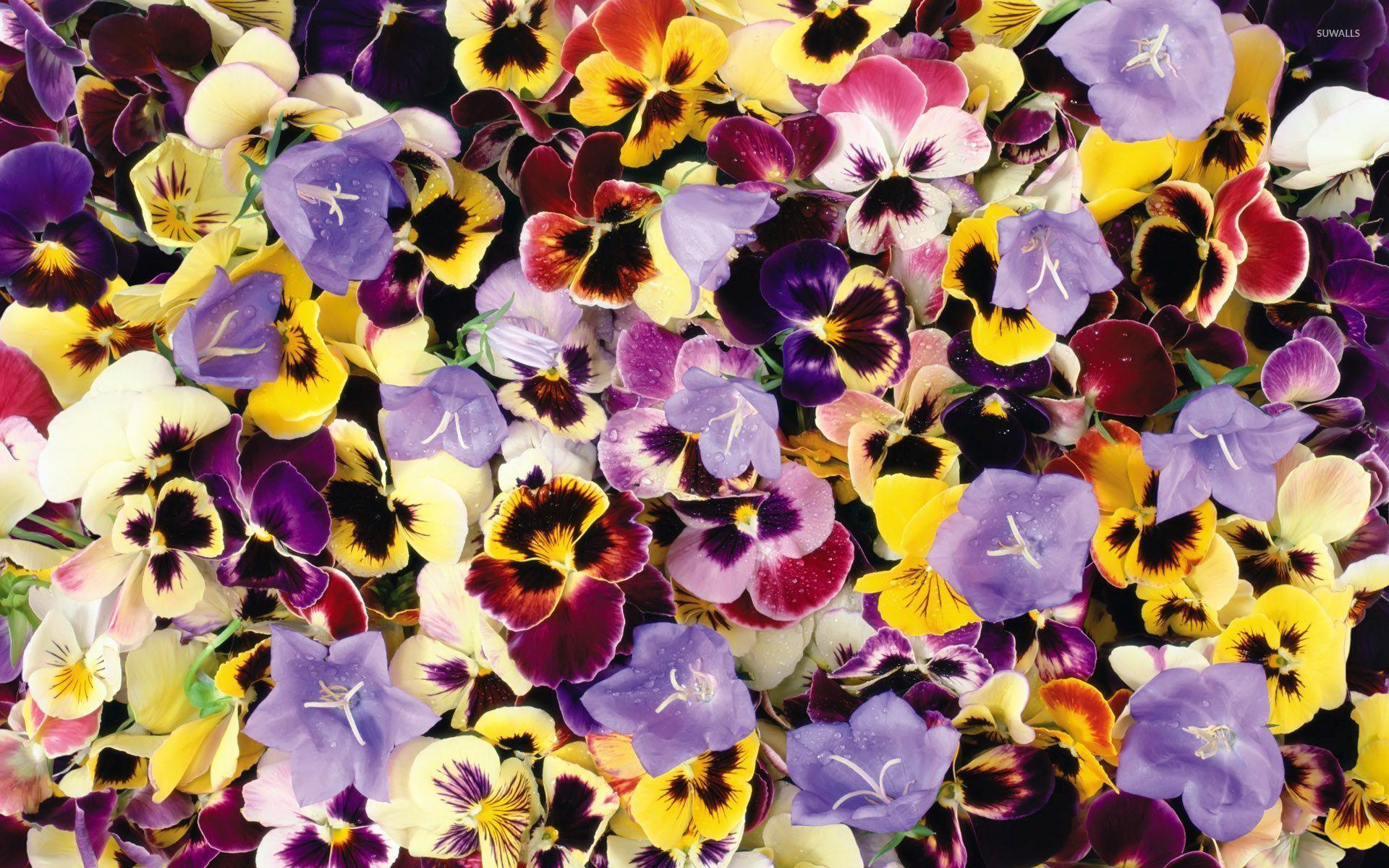 Pansy Wallpapers - Top Free Pansy Backgrounds - WallpaperAccess
